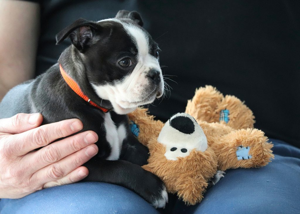 My Dog Ate Chocolate, Help! - Learn About What To Do If Your Dog Has ...