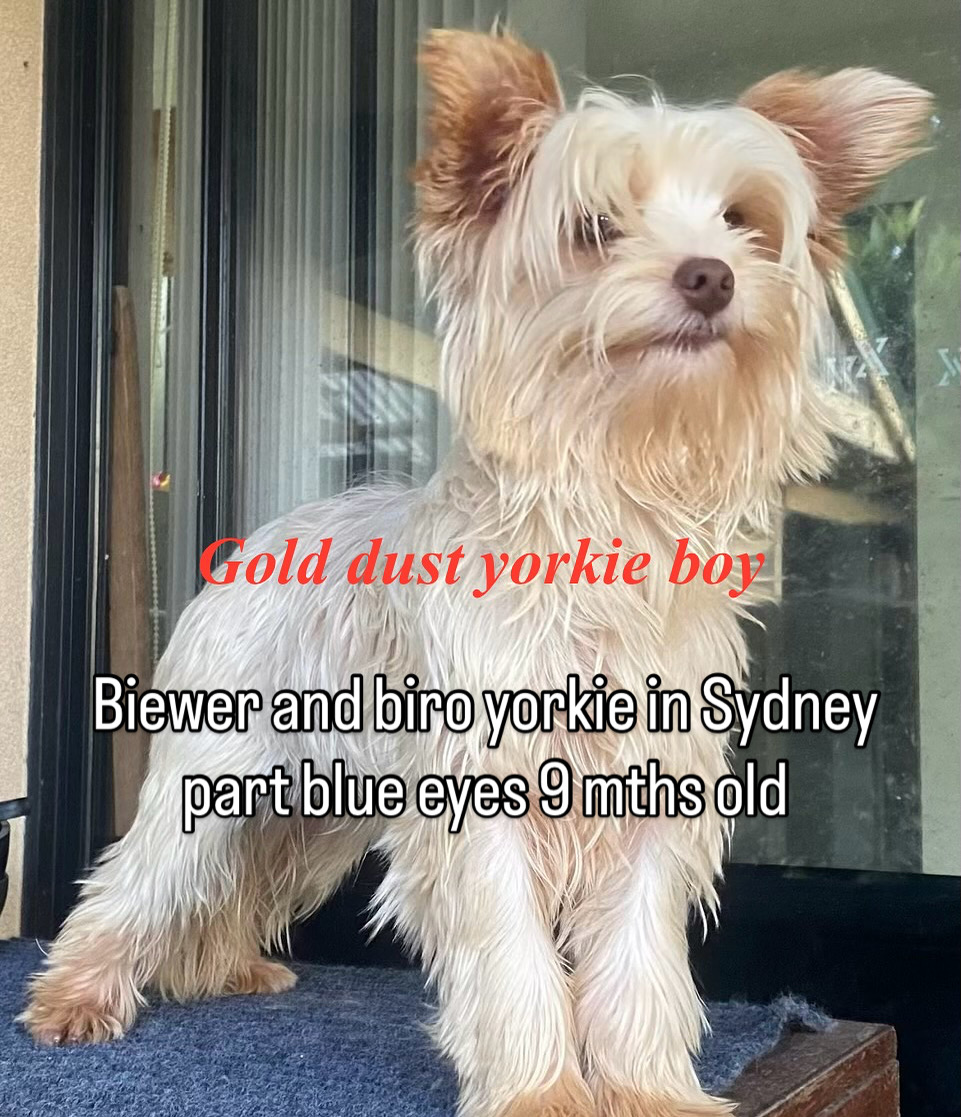 Yorkshire Terrier - Rooty Hill - PetsForHomes