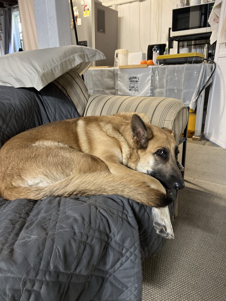 German Shepherd - Stafford Heights - PetsForHomes