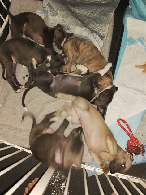 Whippet - Saumarez Ponds - PetsForHomes