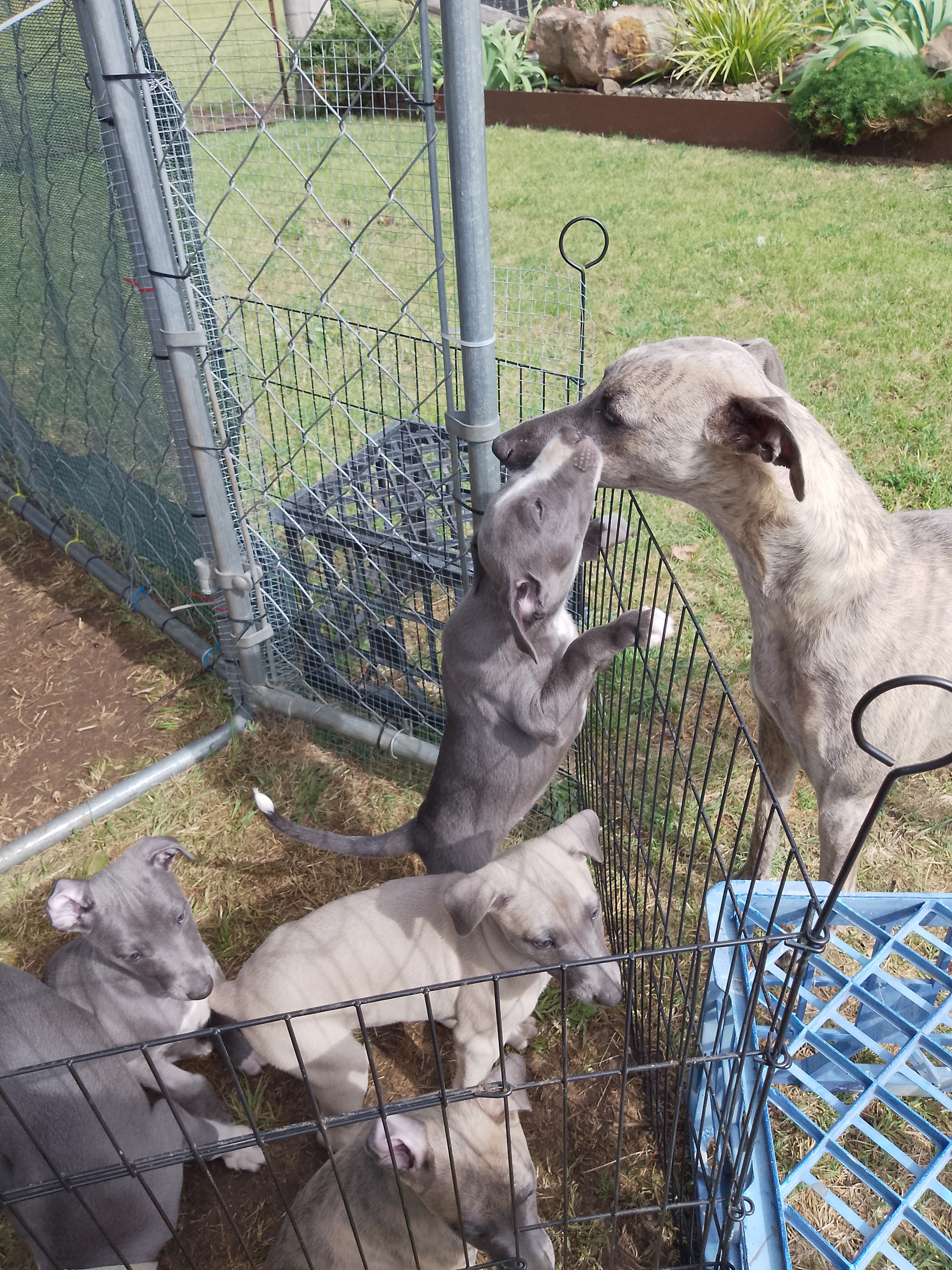 Dogs - Saumarez Ponds - PetsForHomes