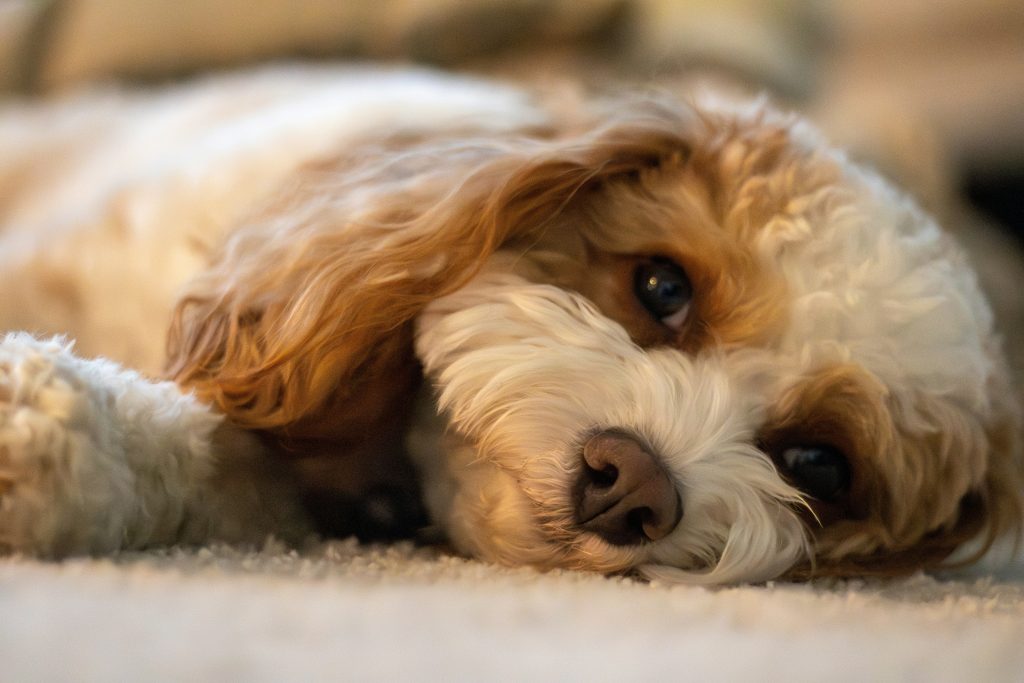Cavoodle Generations Explained - Learn About The Different Cavoodle ...