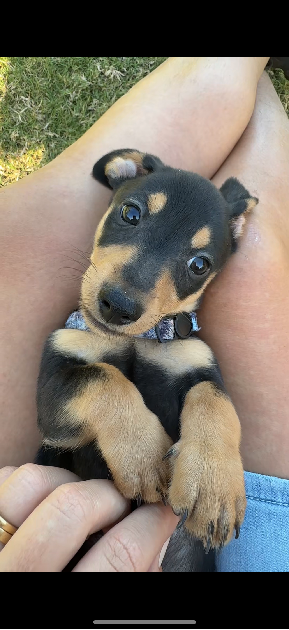 Dogs - Kayla - PetsForHomes