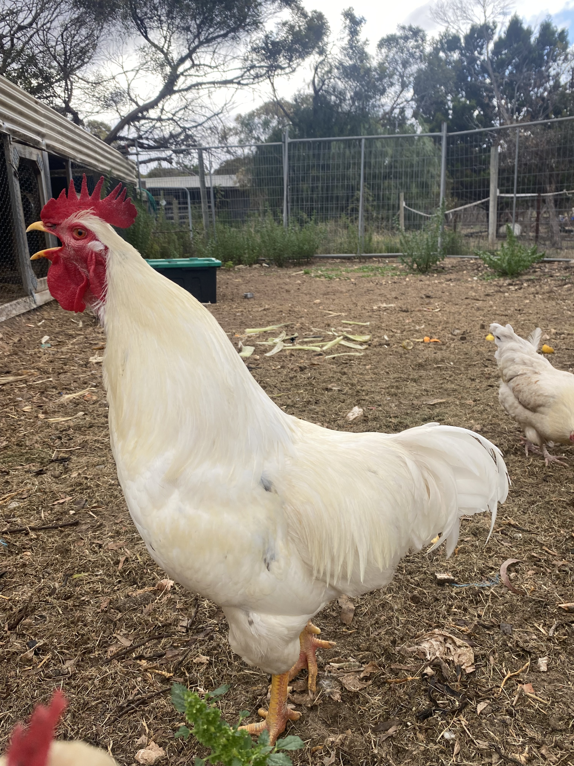 Birds - Murray Bridge - PetsForHomes