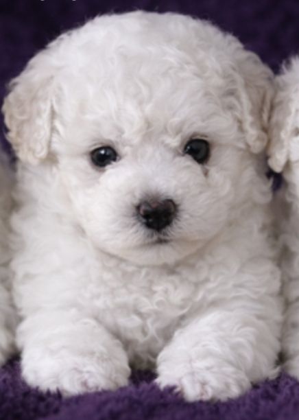 Bichon Frise - Sydney - PetsForHomes