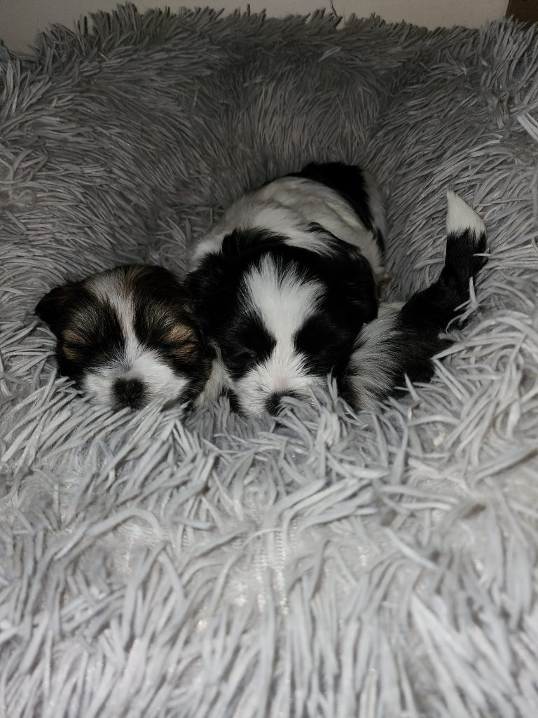 Maltese Shih Tzu - Rutherford - PetsForHomes