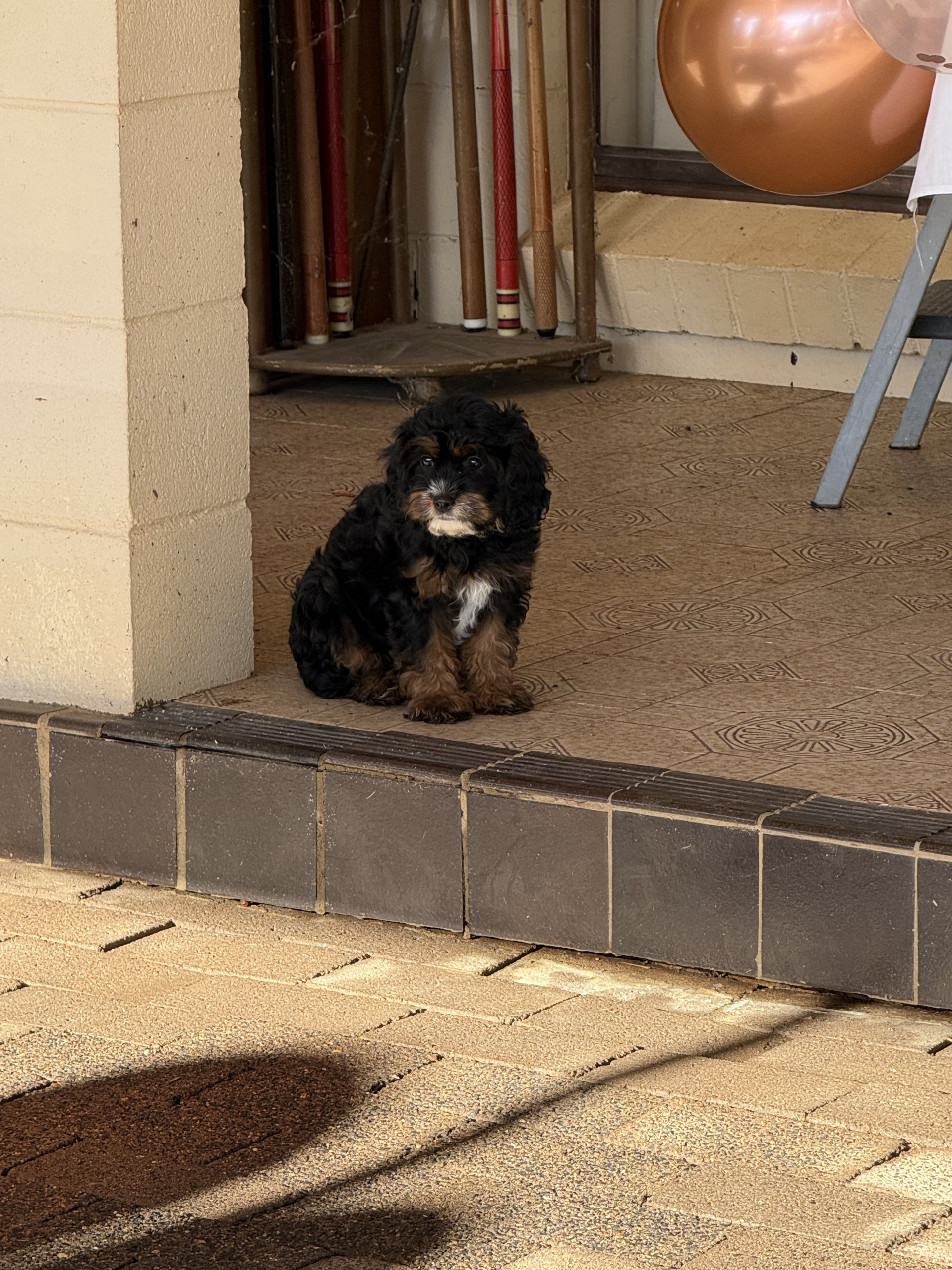 Cavoodle - Dubbo - PetsForHomes