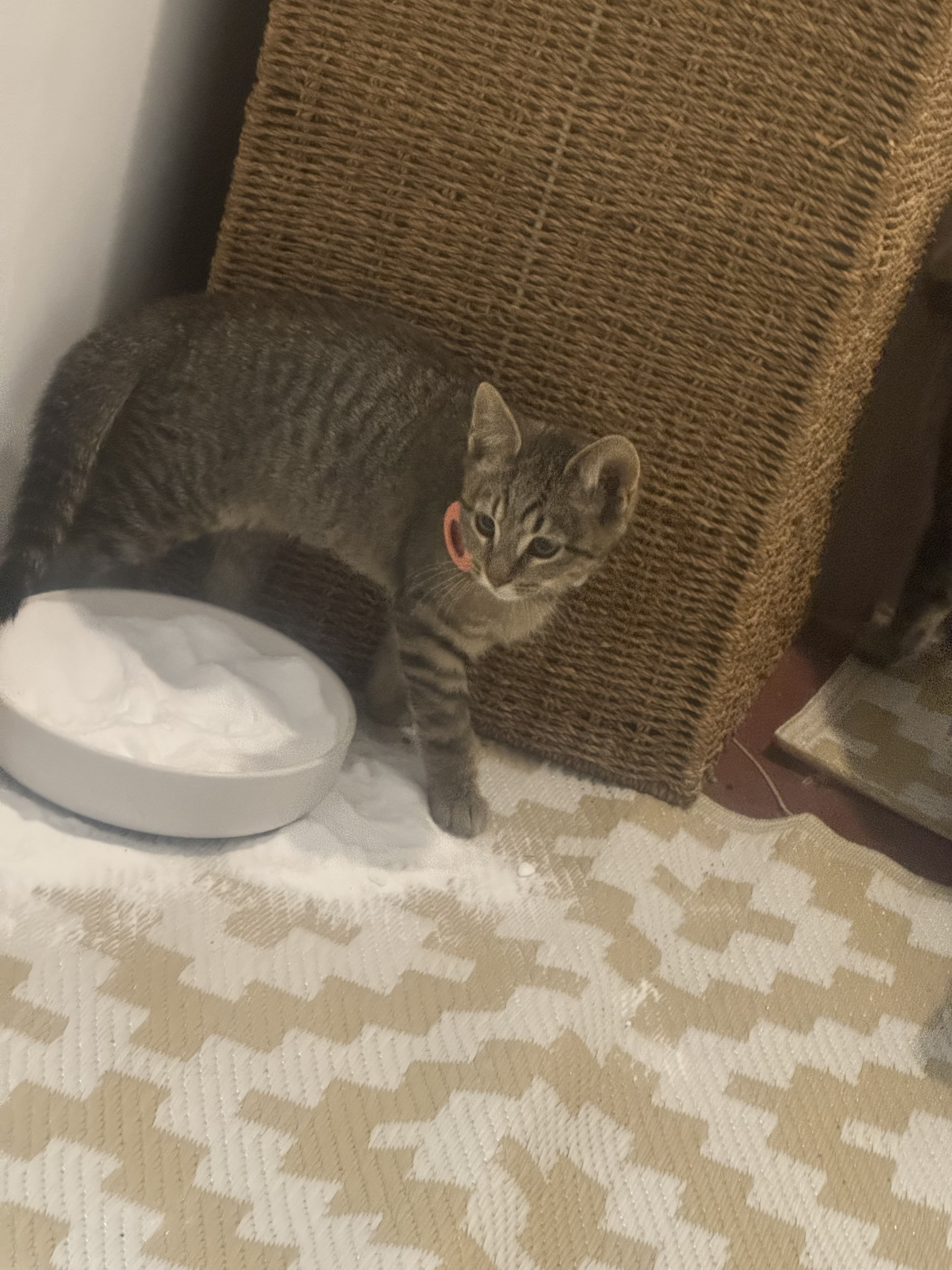 Domestic Short Hair (DSH) - Yokine - PetsForHomes