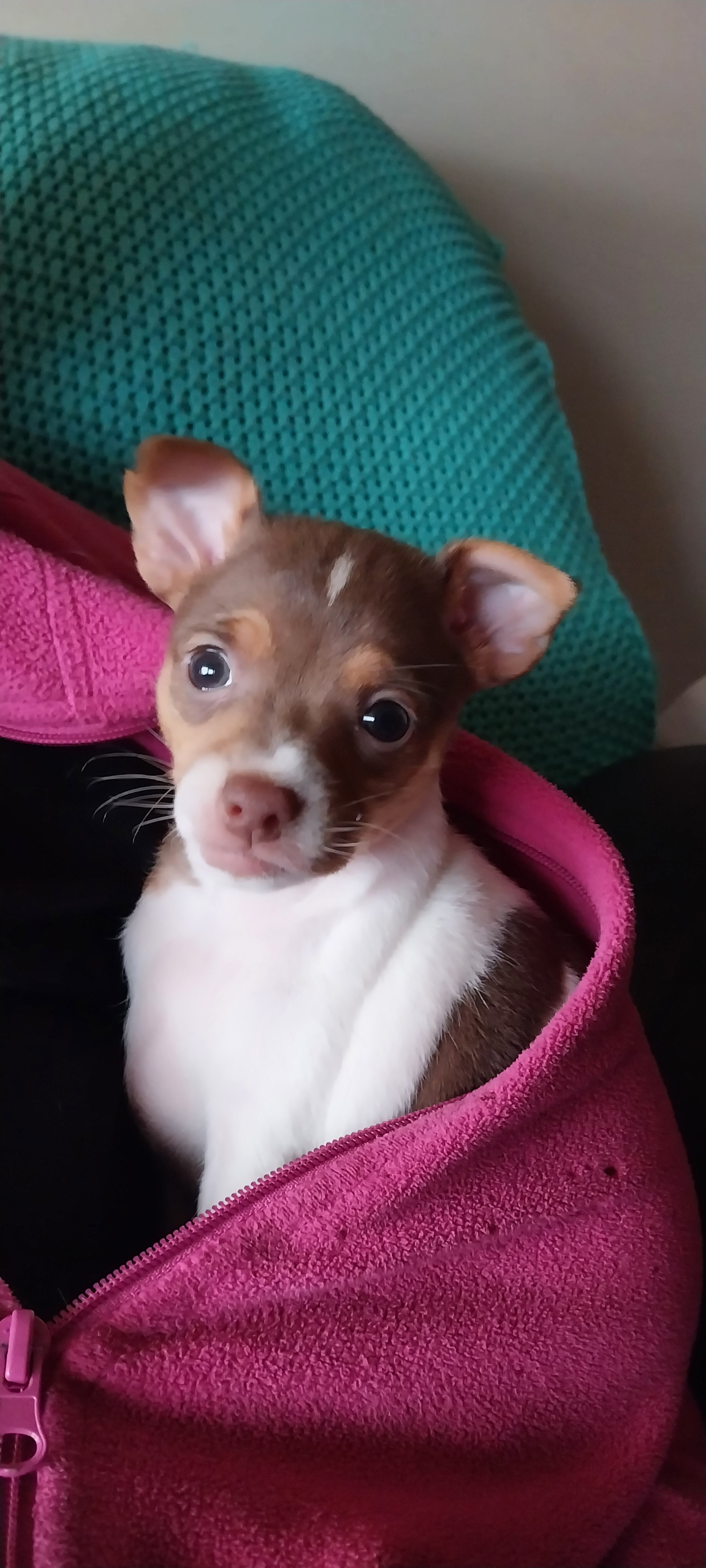 Tenterfield Terrier - Renmark - PetsForHomes