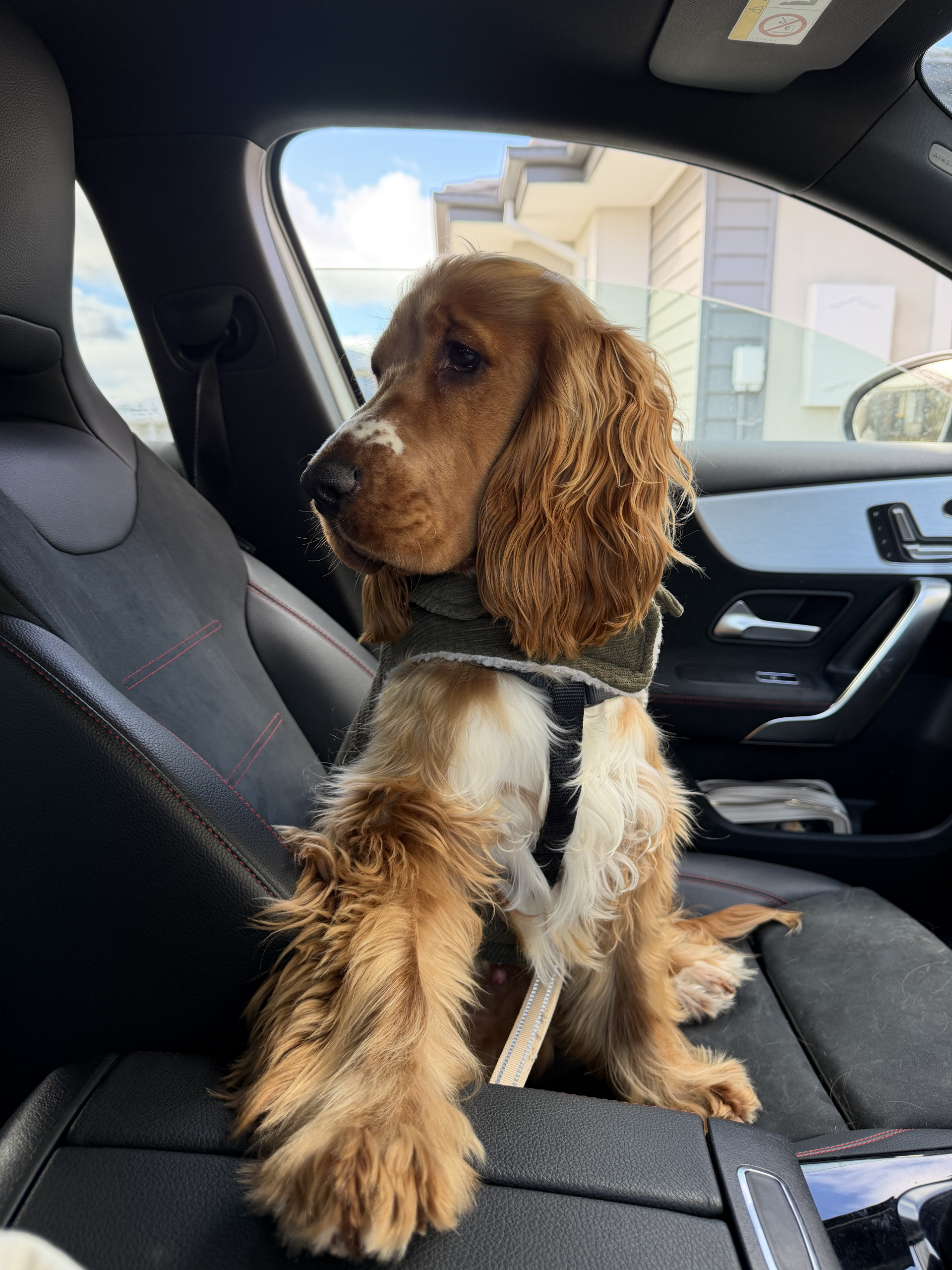 Cocker Spaniel - Lara - PetsForHomes