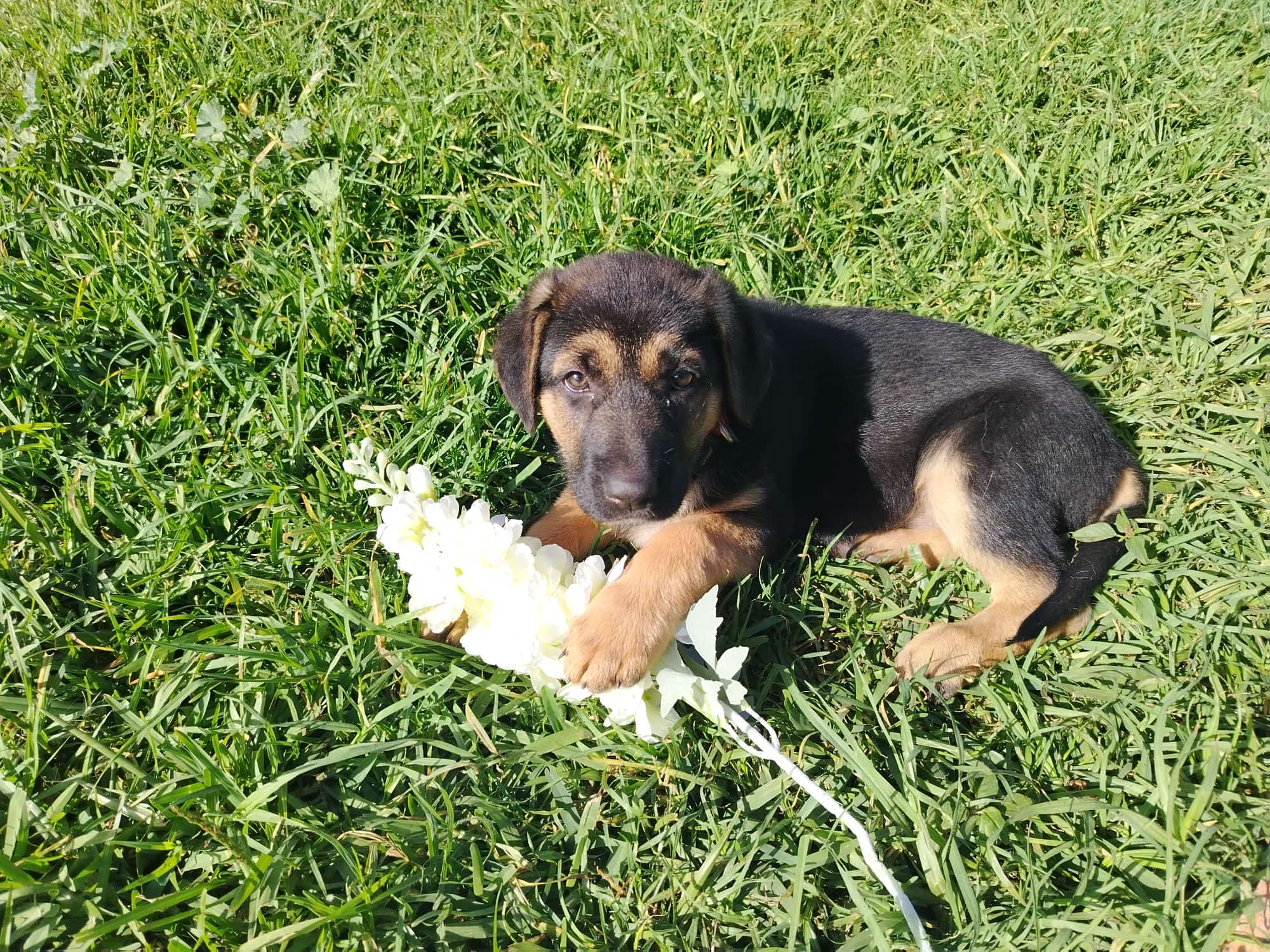 German Shepherd - Smithfield - PetsForHomes