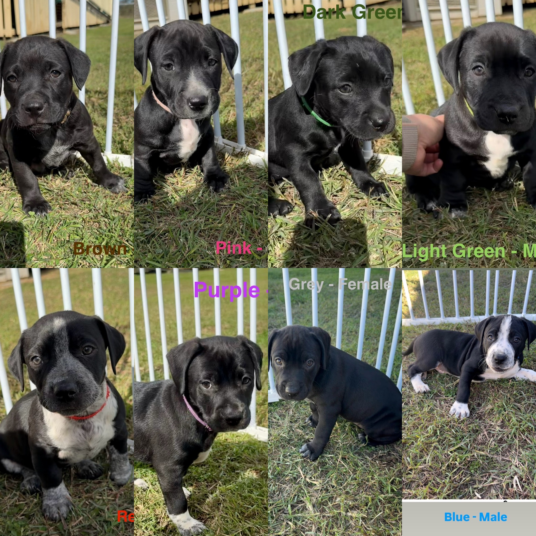 American Staffordshire Bull Terrier - Ipswich - PetsForHomes