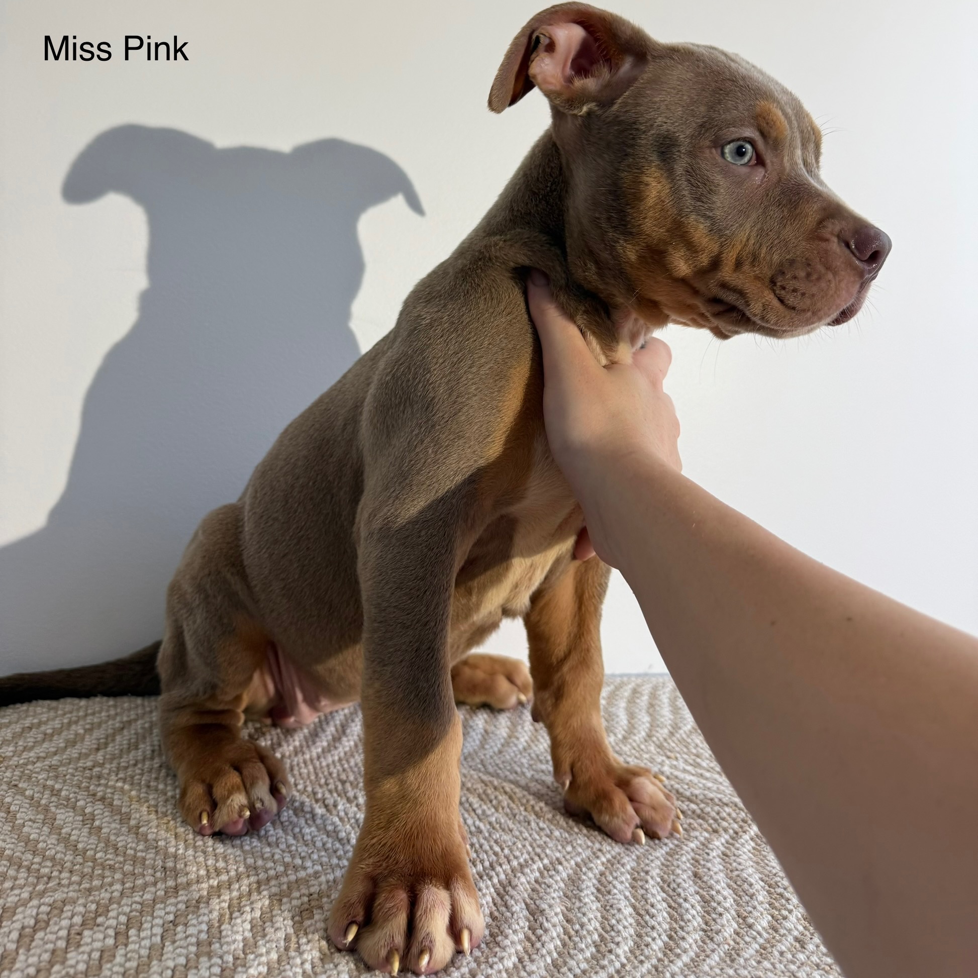 American Bulldog - Gold Coast - PetsForHomes