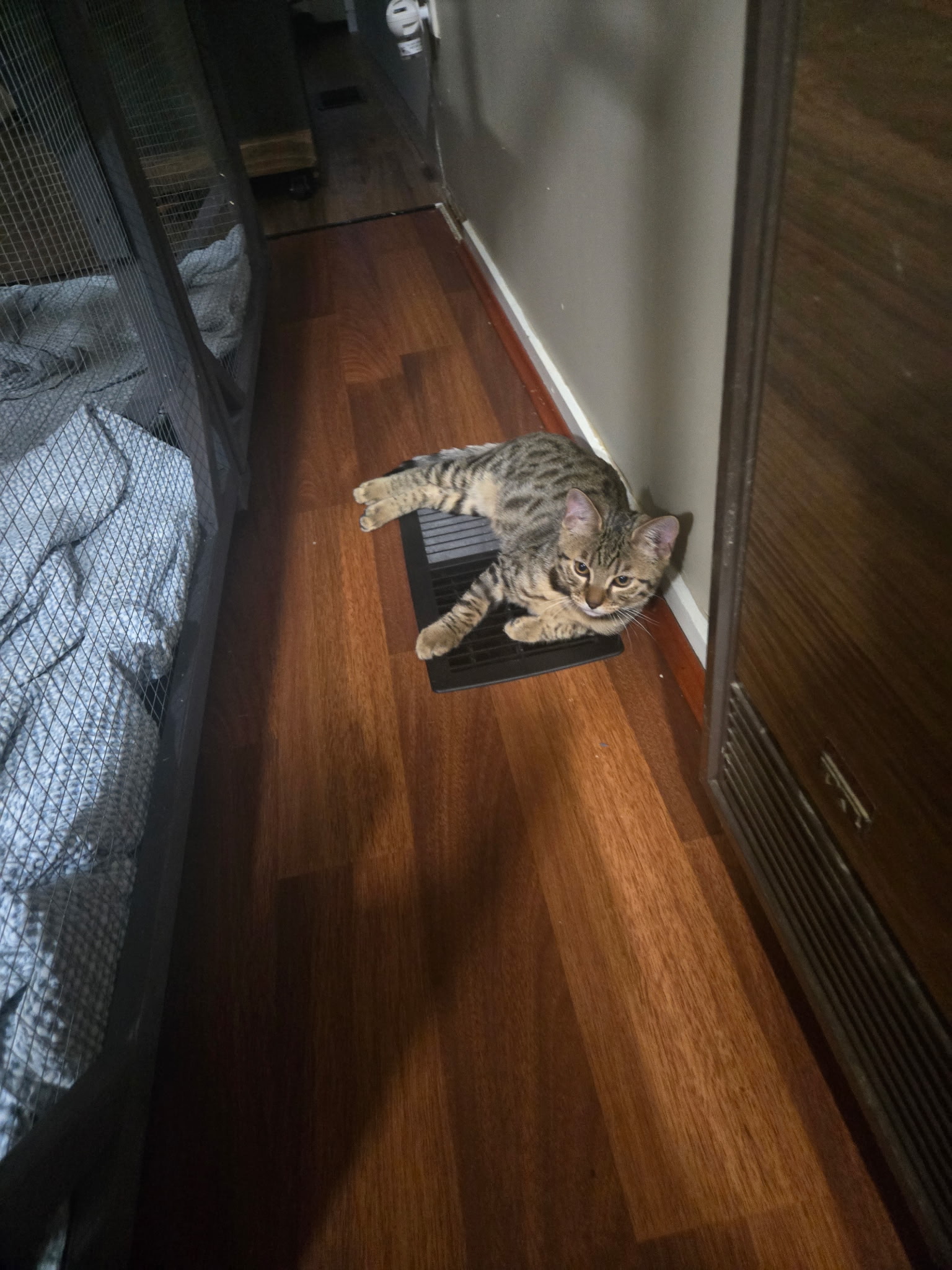 Bengal - Kelso - PetsForHomes
