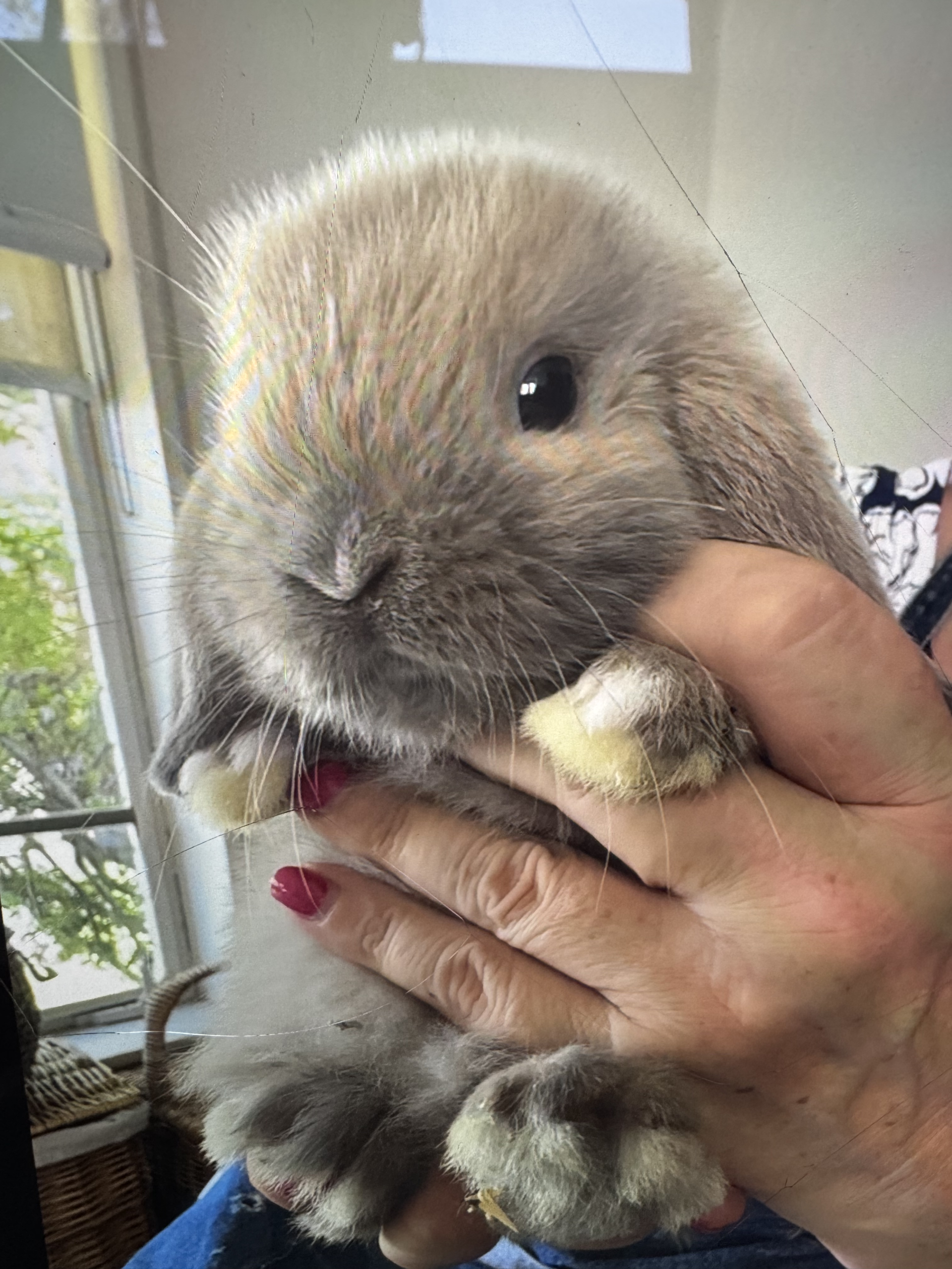 Rabbit - Davidson - PetsForHomes