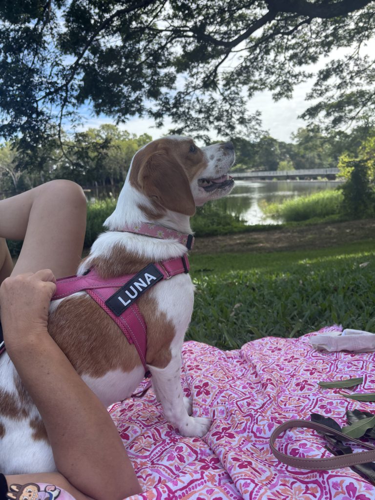 Dogs - Townsville City - PetsForHomes