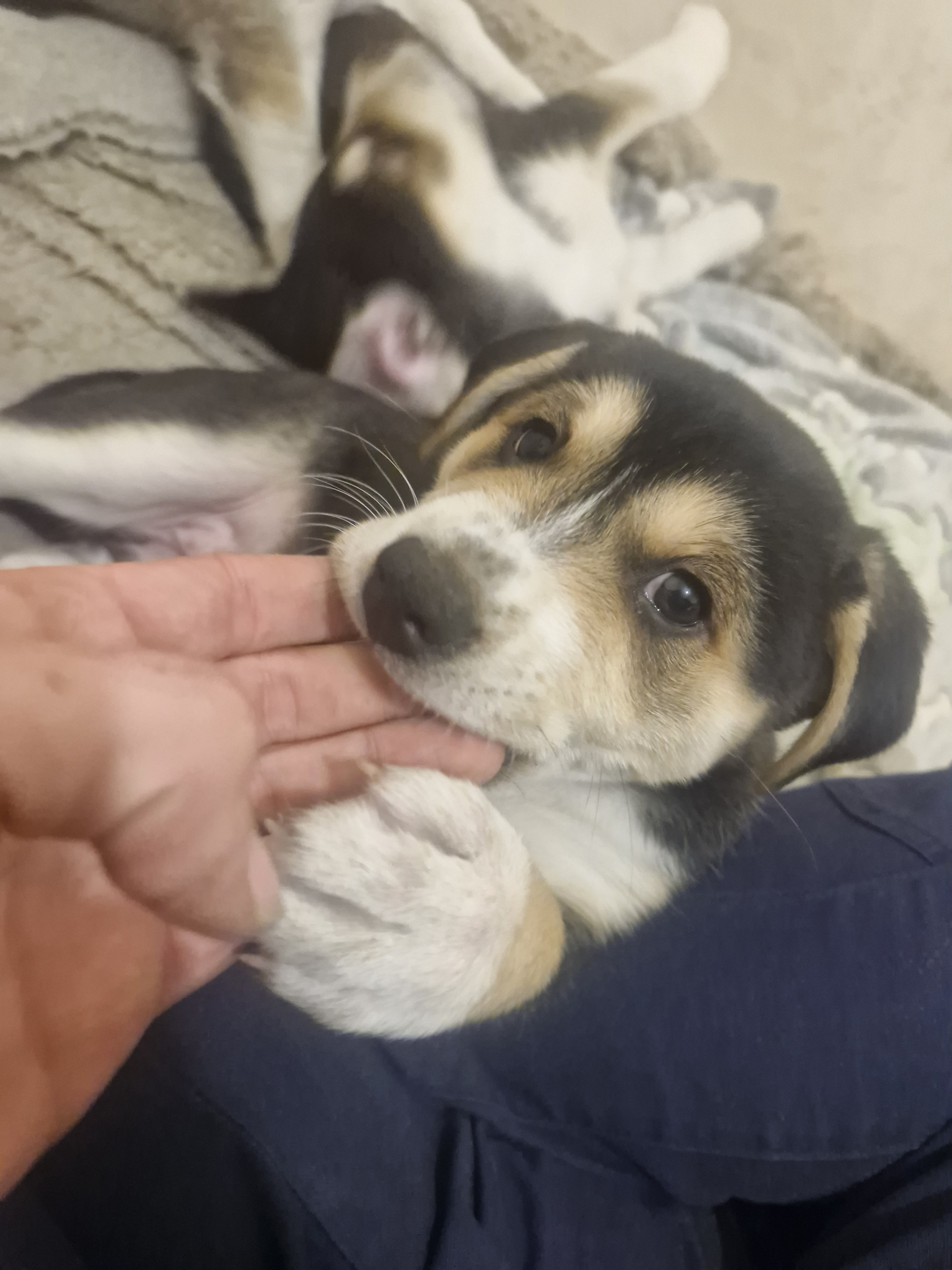 Husky - Dodges Ferry - PetsForHomes