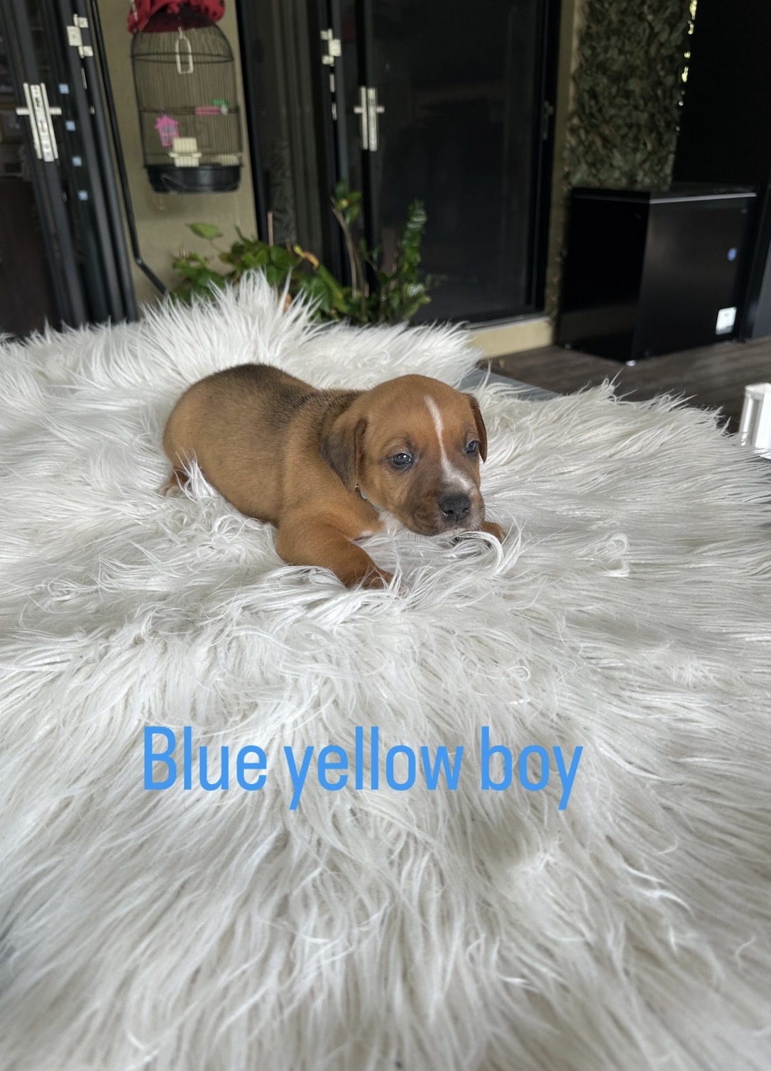 American Staffordshire Bull Terrier - Burpengary - PetsForHomes