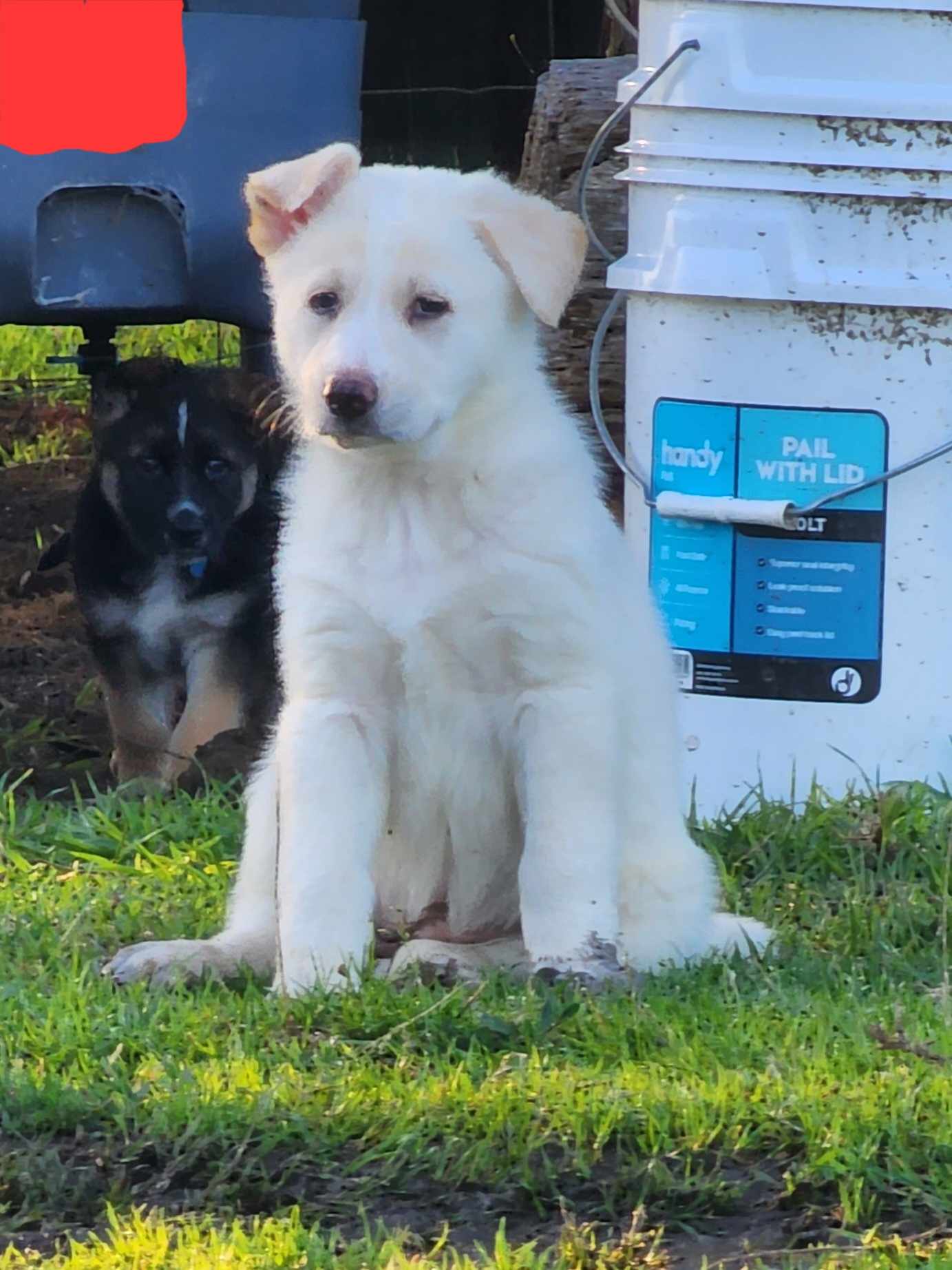 Dogs - Narre Warren North - PetsForHomes