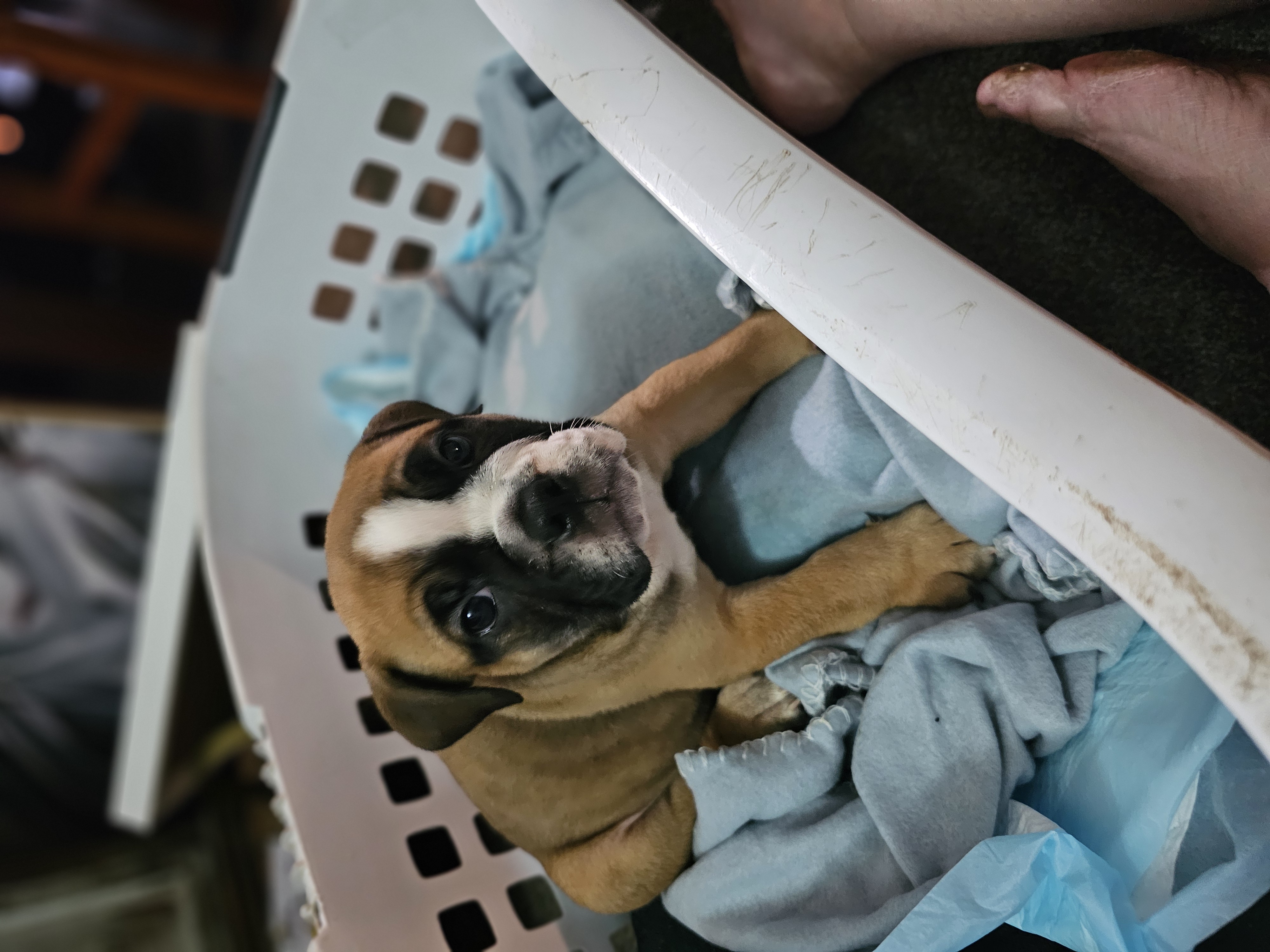 Aussie Bulldog - Dubbo - PetsForHomes