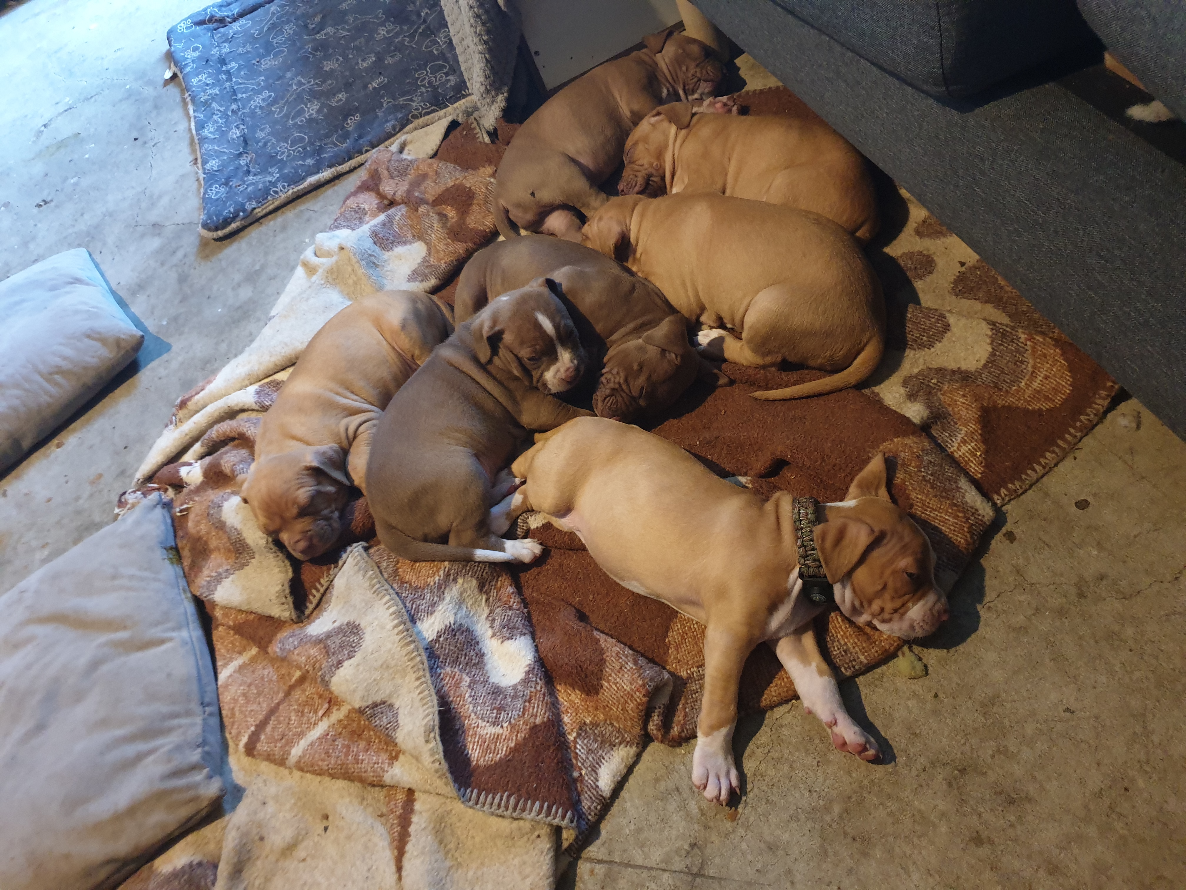 Amstaff - Wallan - PetsForHomes