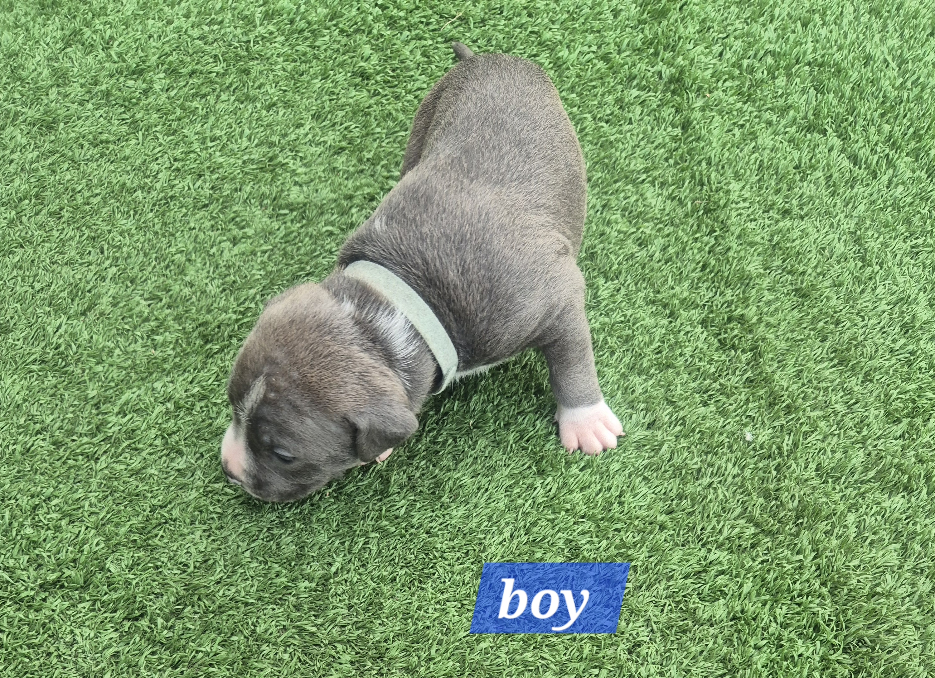 American Staffordshire Bull Terrier - Townsville City - PetsForHomes