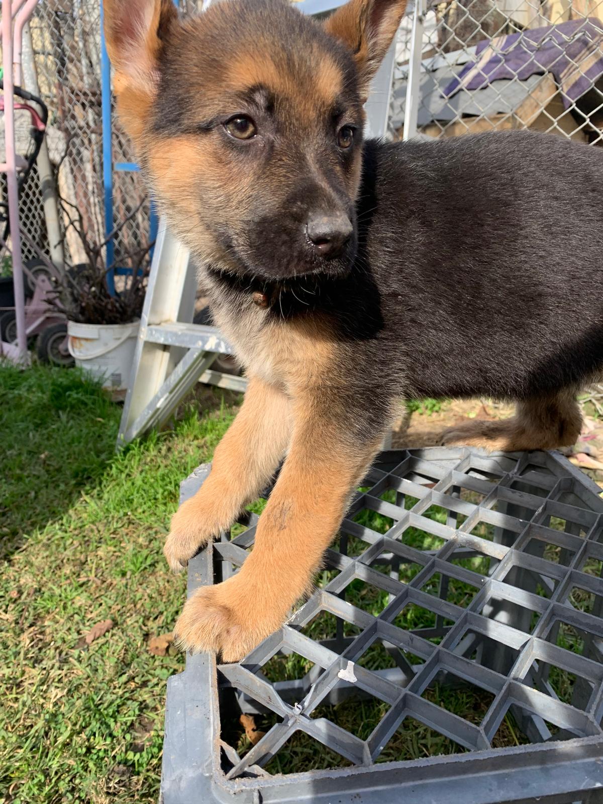 German Shepherd - Birrong - PetsForHomes