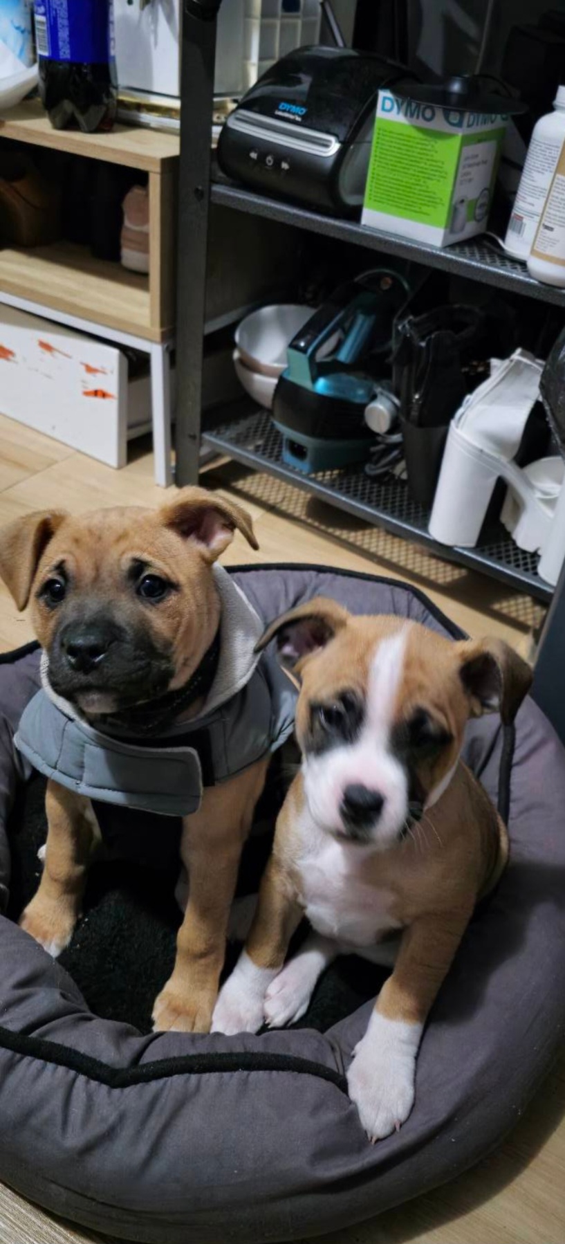 American Staffordshire Bull Terrier - Clyde North - PetsForHomes