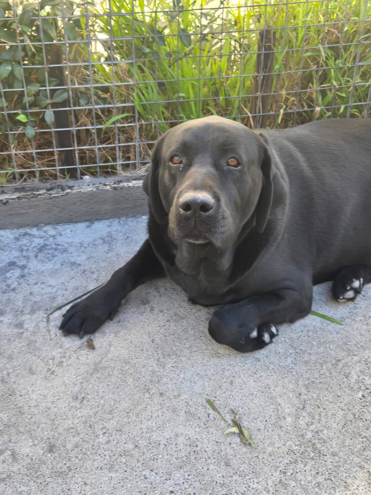 Labrador Retriever - Bulli - PetsForHomes