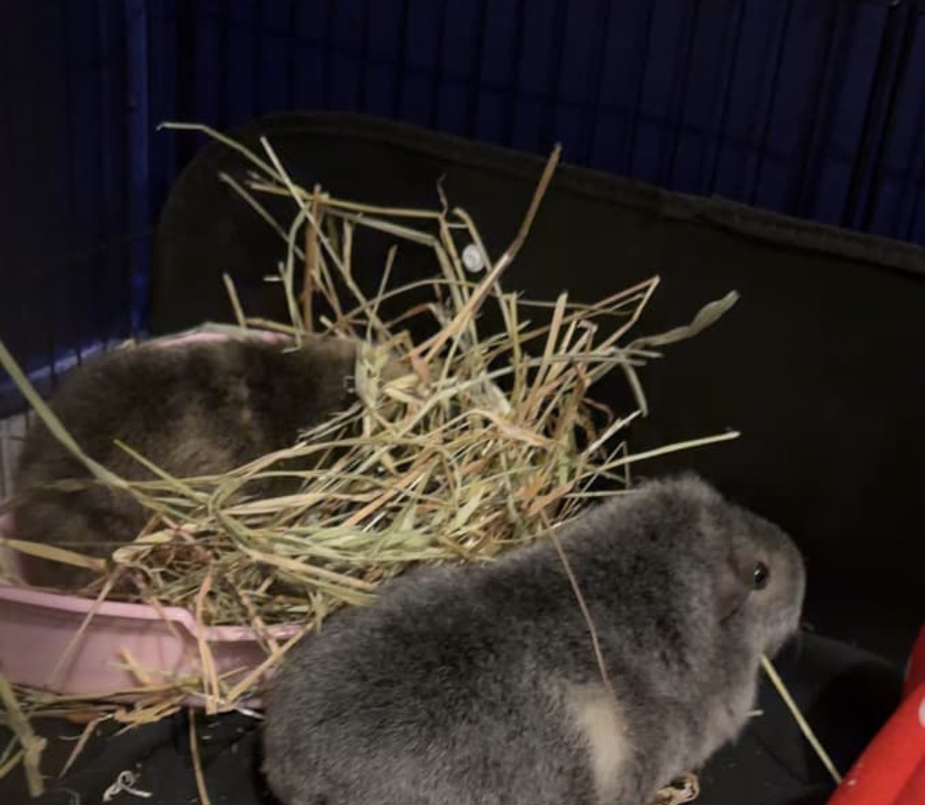 Guinea Pig - Avondale Heights - PetsForHomes