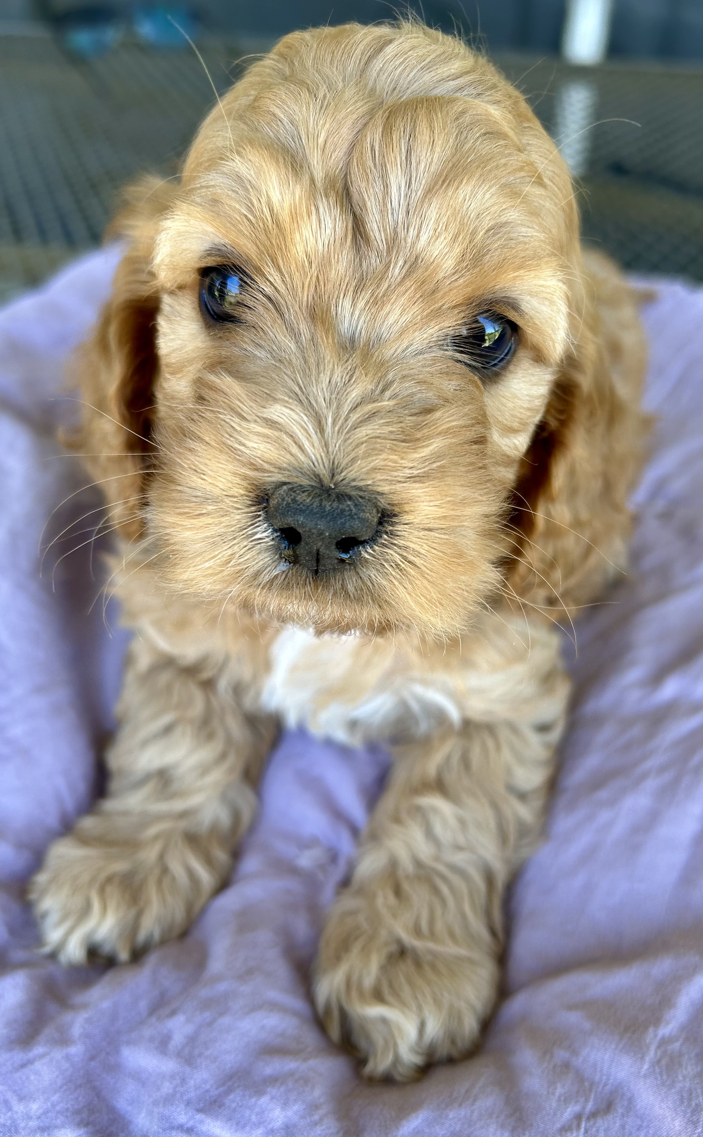 Spoodle - Menindee - PetsForHomes