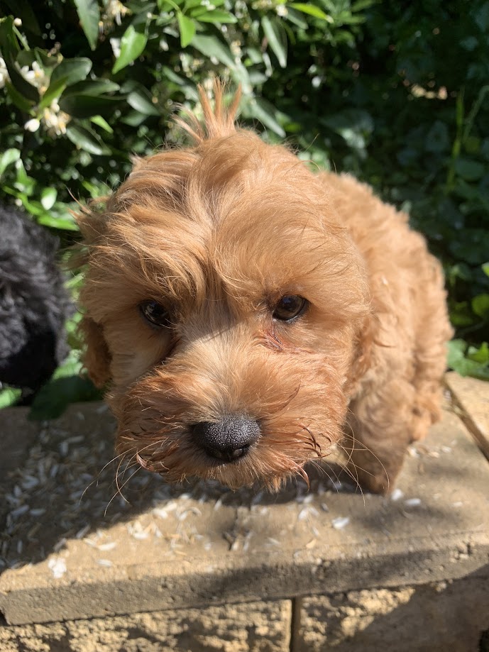 Cavoodles - Dubbo - PetsForHomes