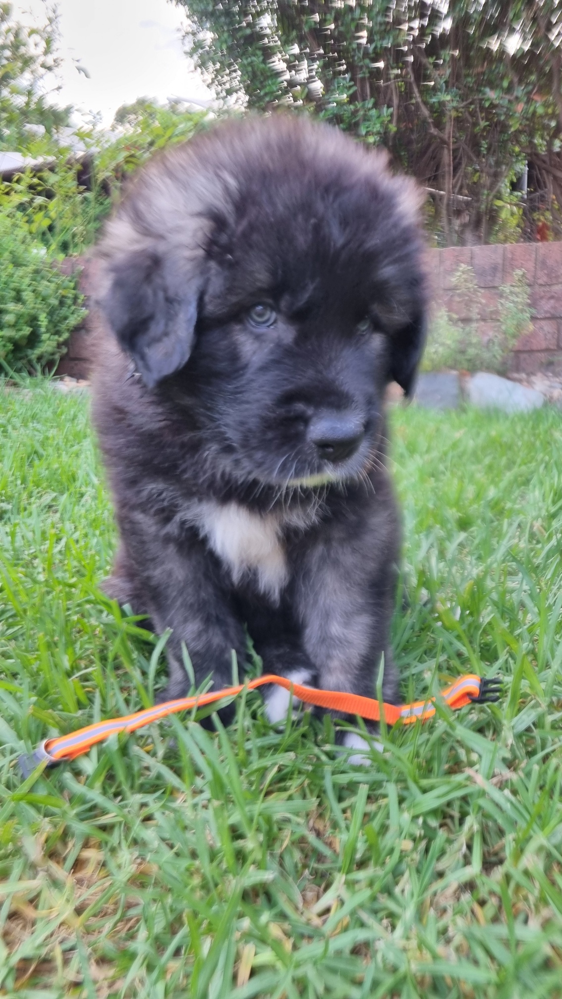 Maremma Sheepdog - Tumut - PetsForHomes