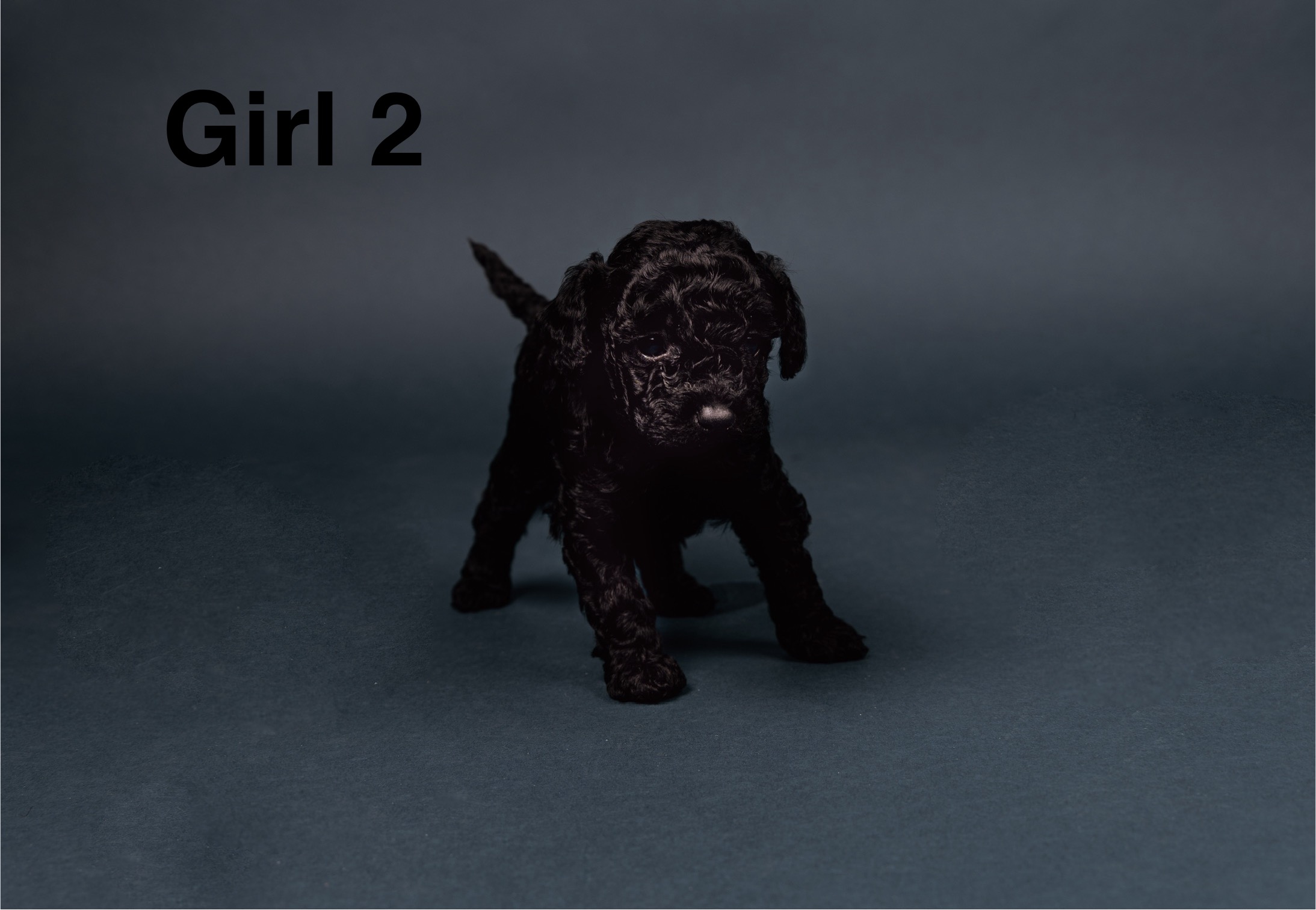 Toy Poodle - Wodonga - PetsForHomes