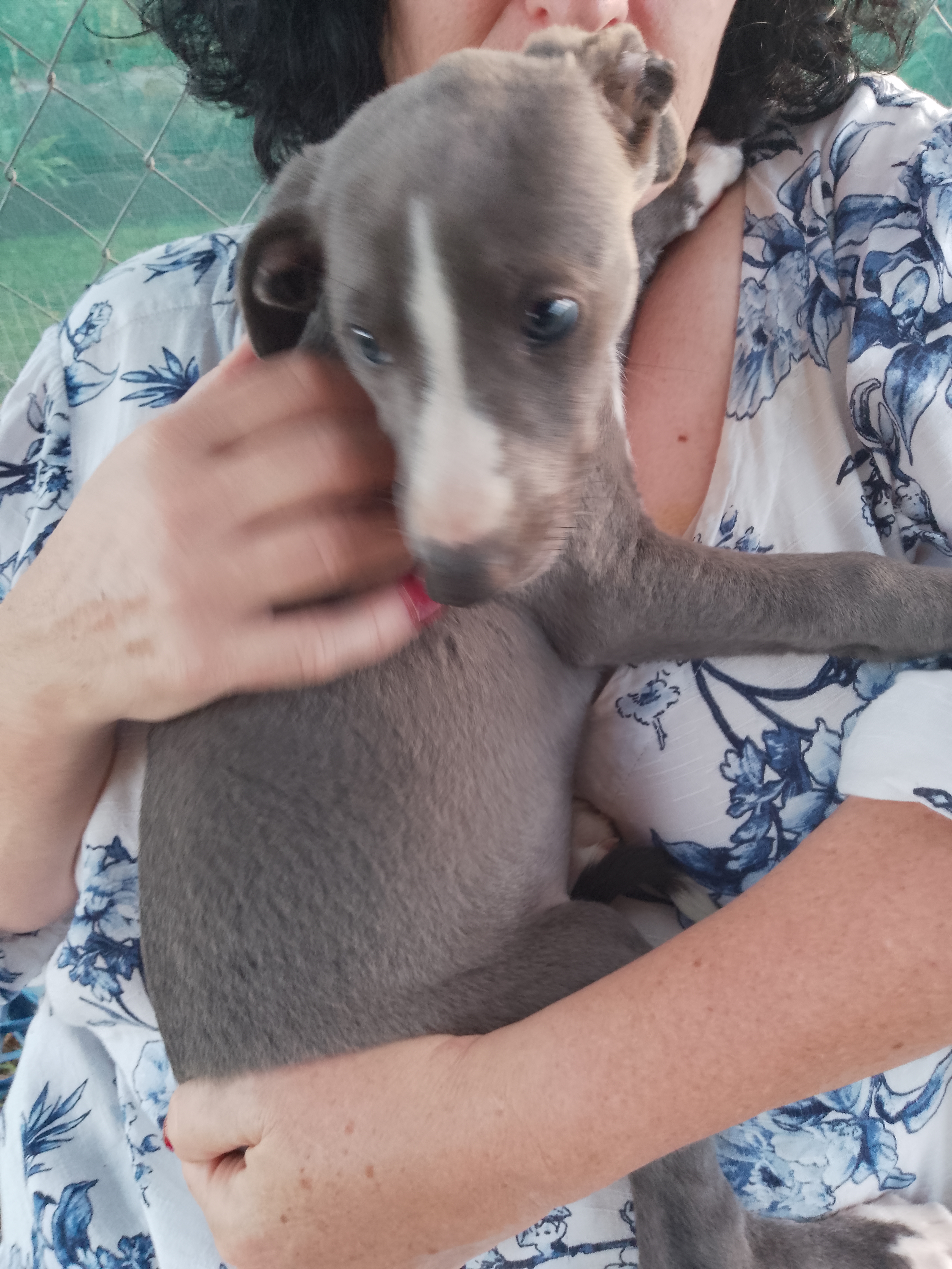 Dogs - Saumarez Ponds - PetsForHomes