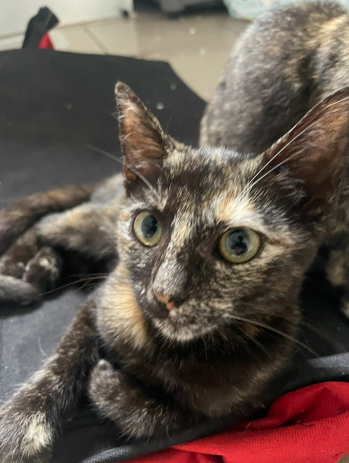 Felines - Chipping Norton - PetsForHomes
