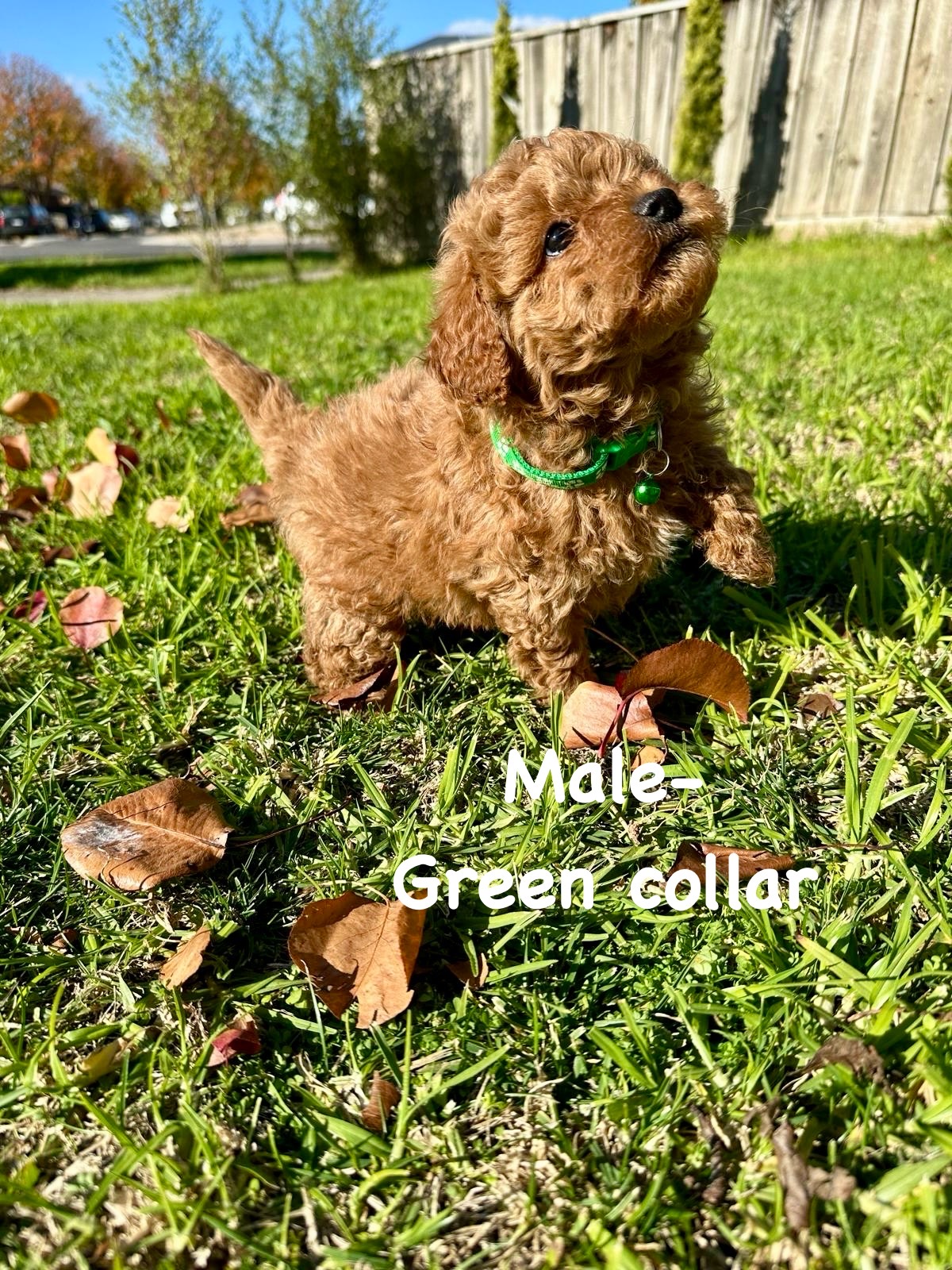 Cavoodle - Hillside - PetsForHomes