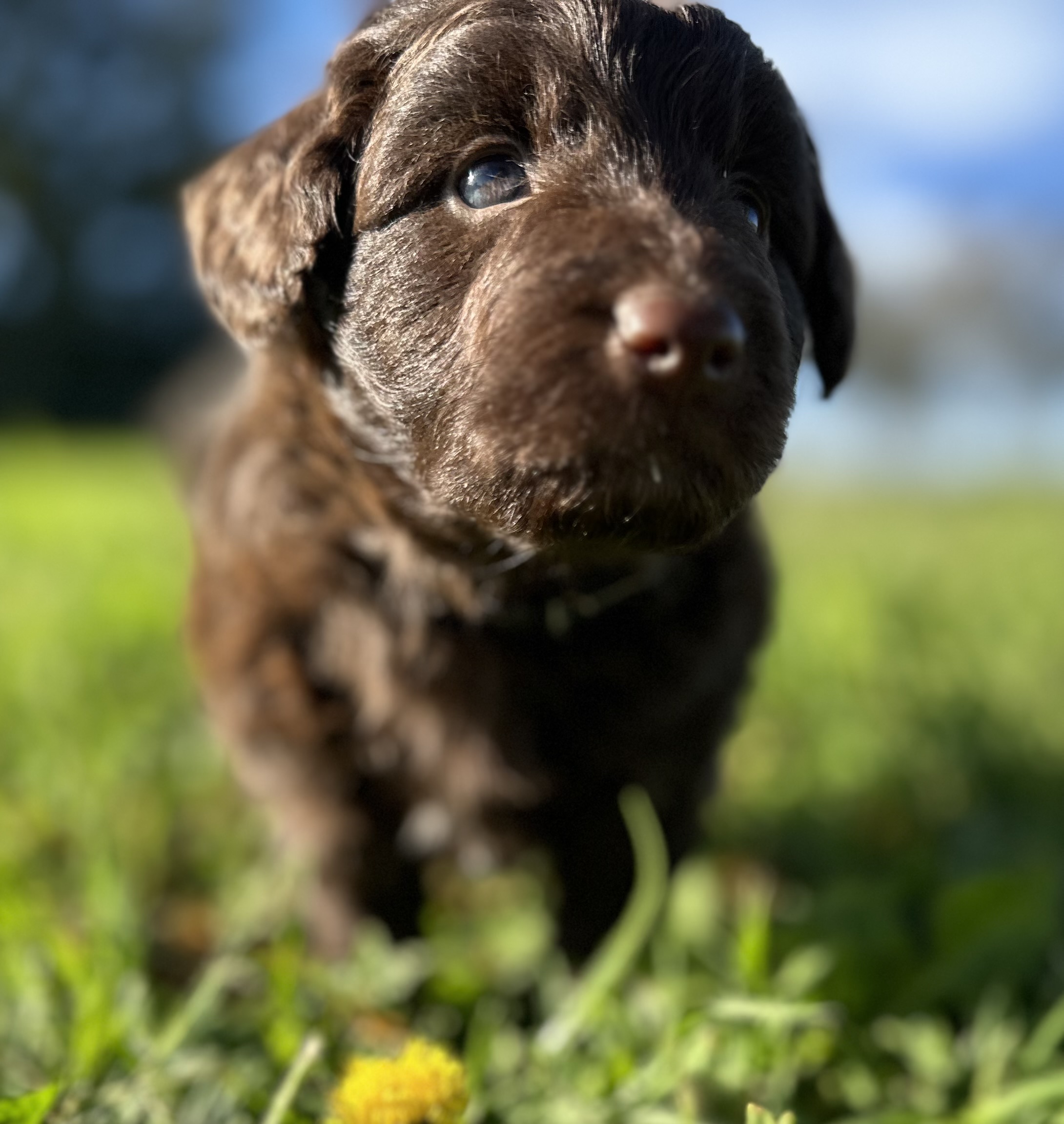 Bordoodle - Tamworth - PetsForHomes