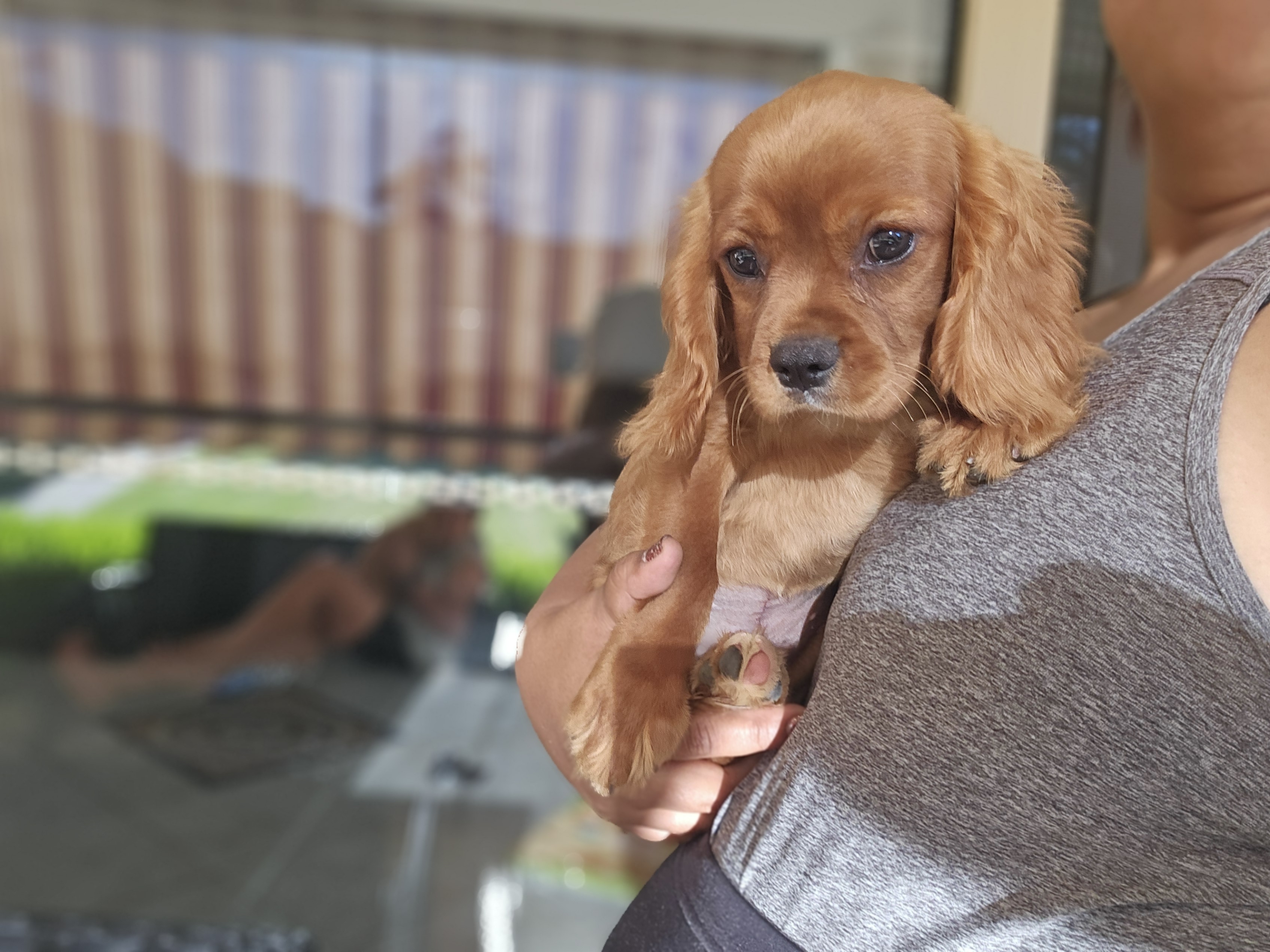 Dogs - Catherine Field - PetsForHomes