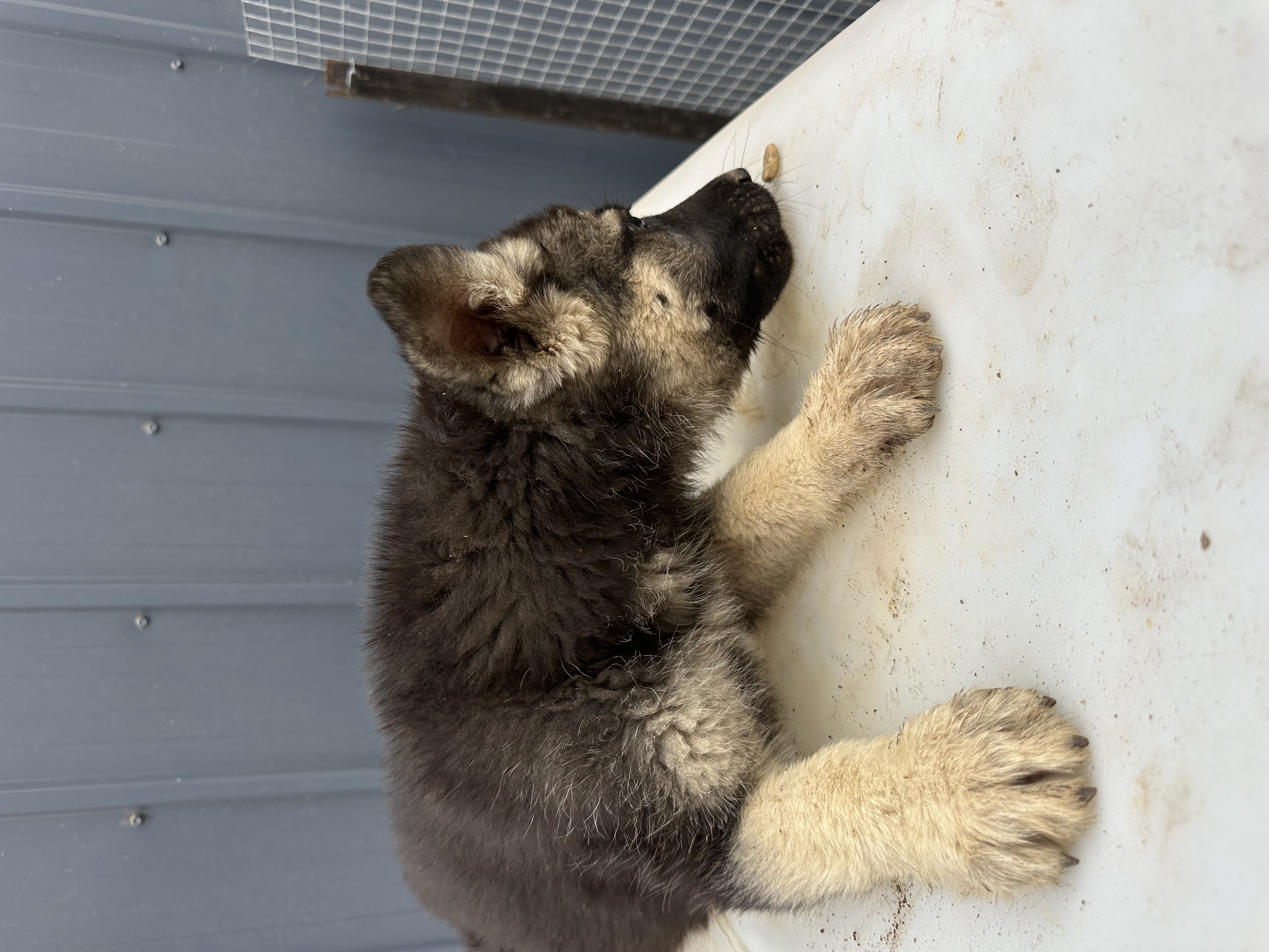 Dogs - Shepparton - PetsForHomes