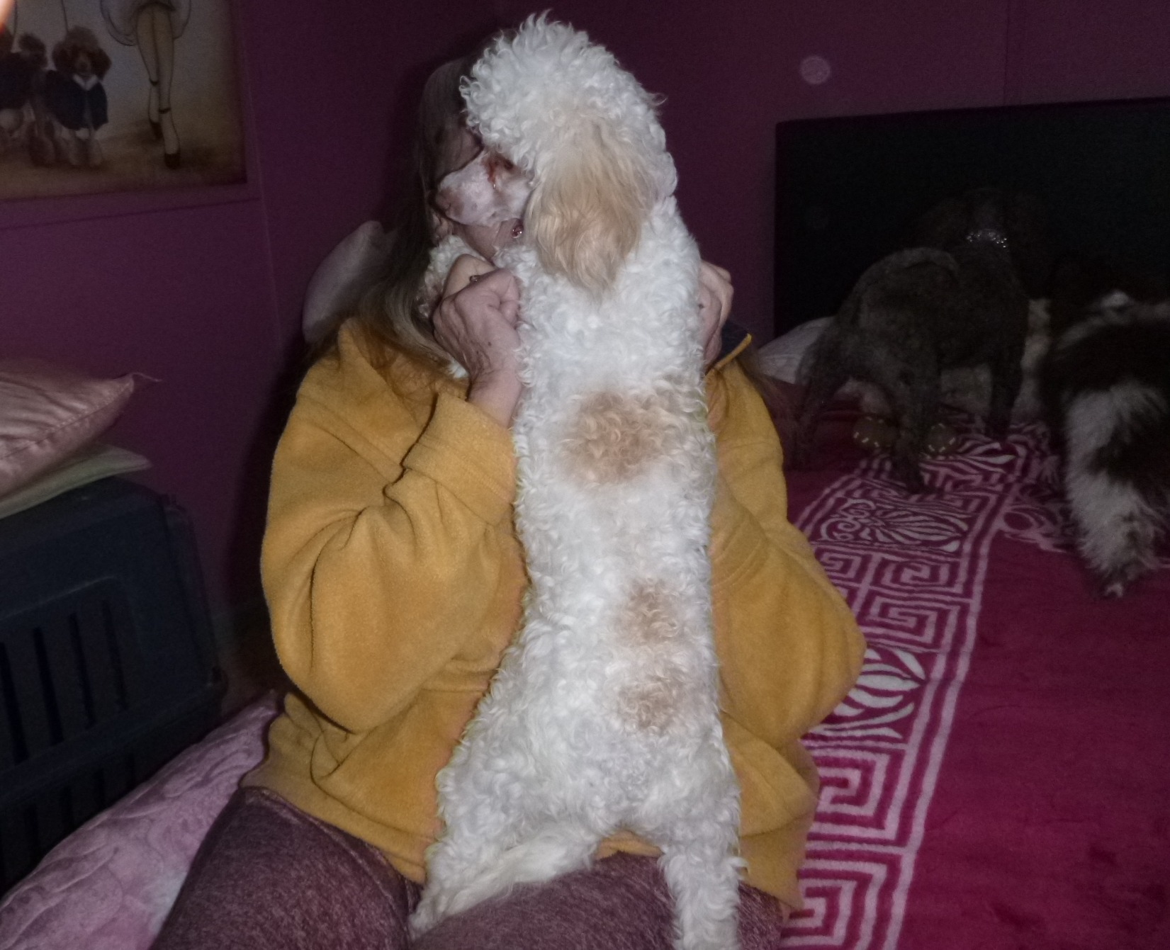 Poodle - Broken Hill - PetsForHomes