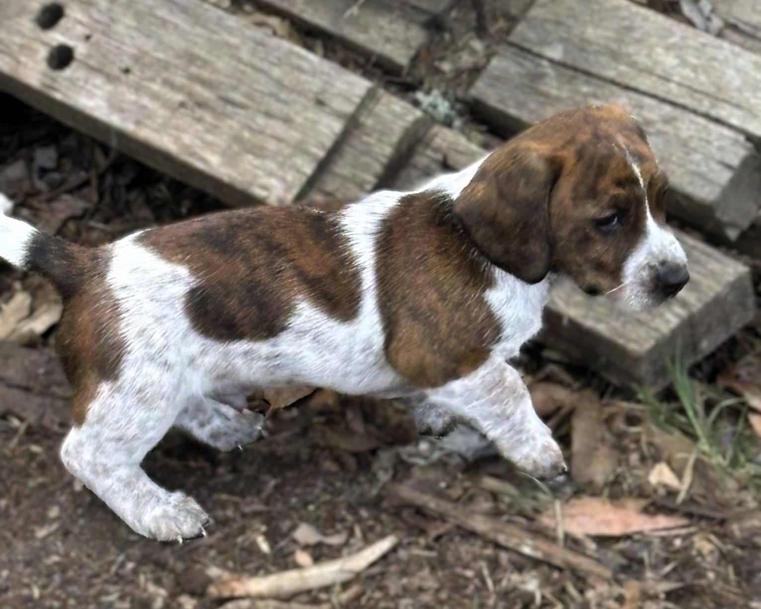 Dachshund Cross - Hazelwood South - PetsForHomes