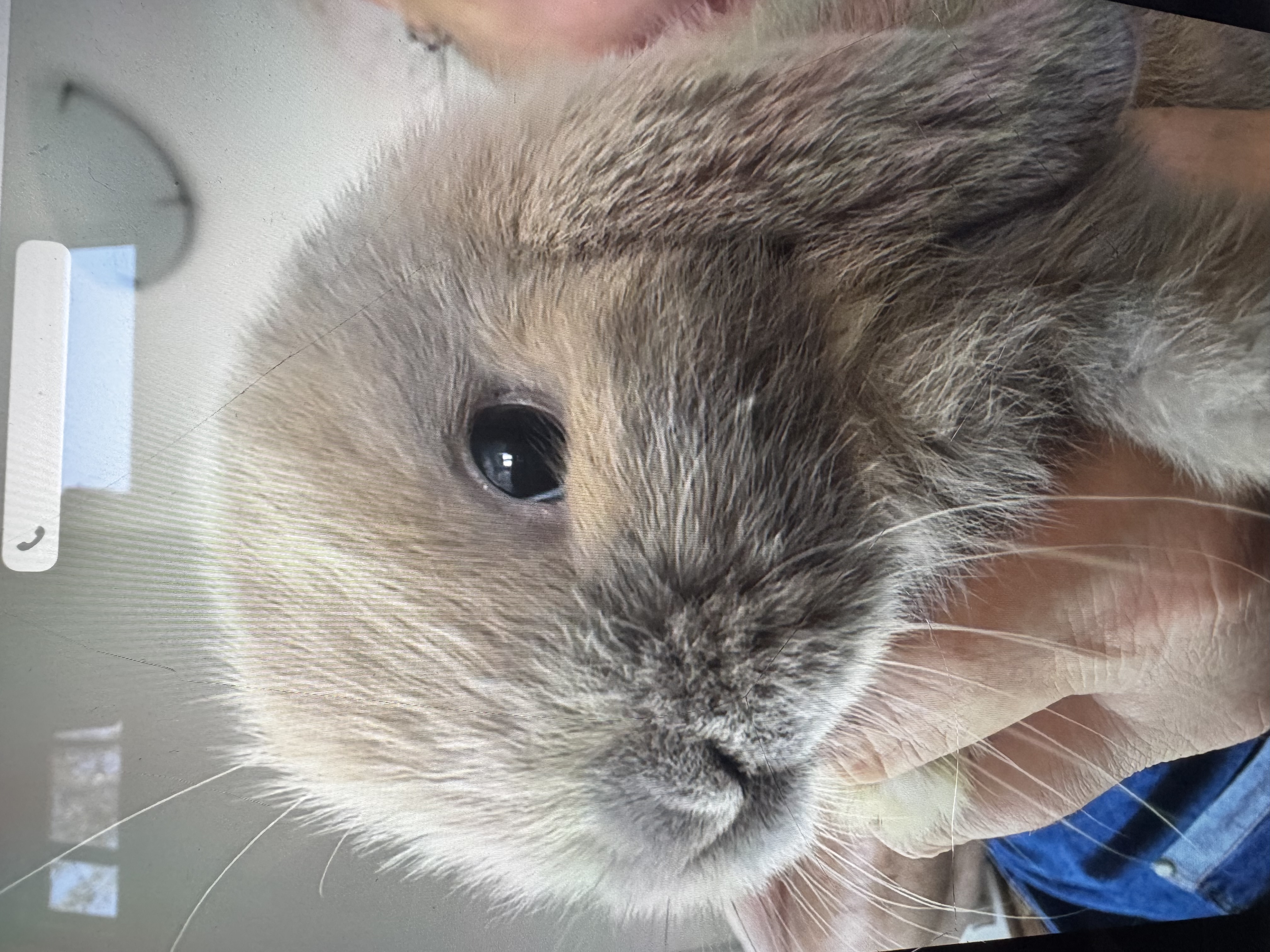 Rabbit - Davidson - PetsForHomes