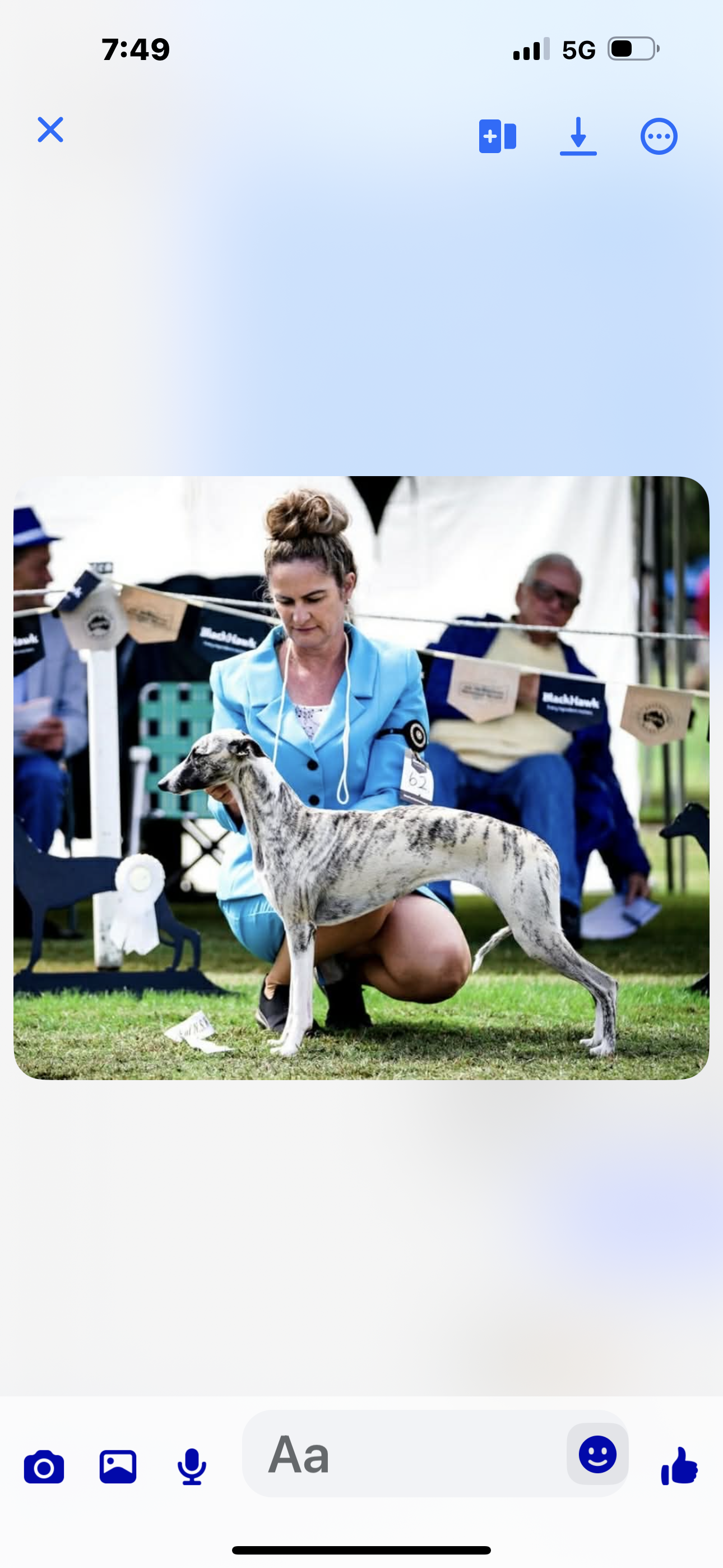 Dogs - Dubbo - PetsForHomes
