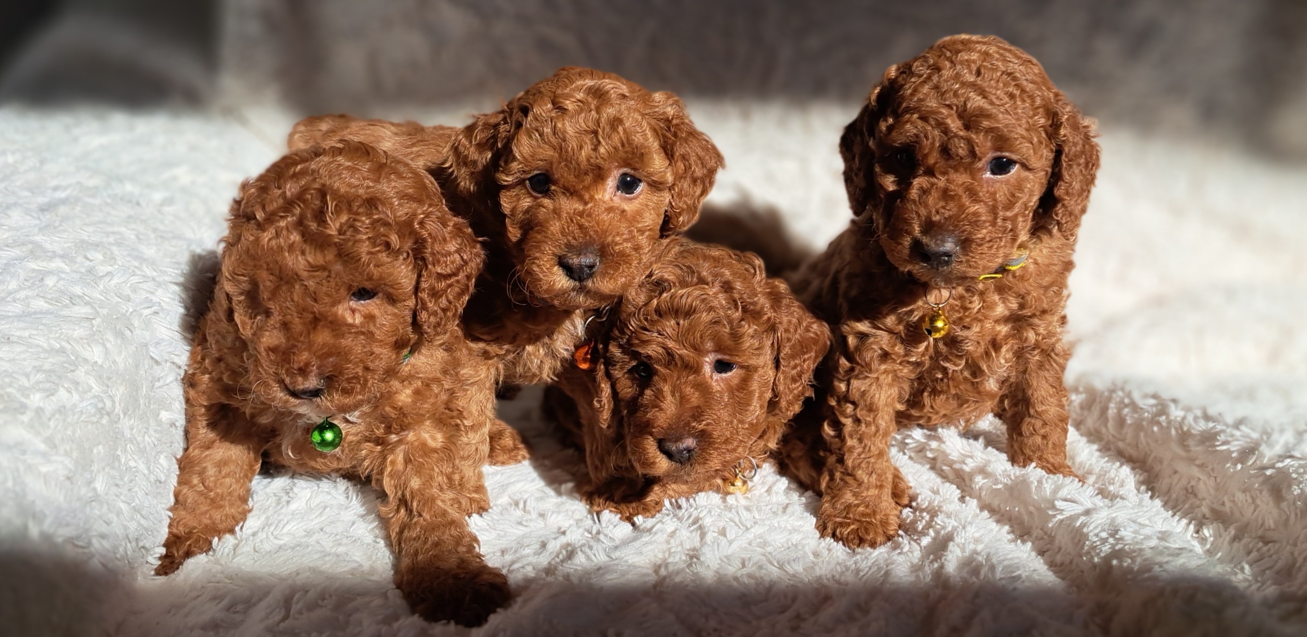Toy Poodle - Essendon - PetsForHomes
