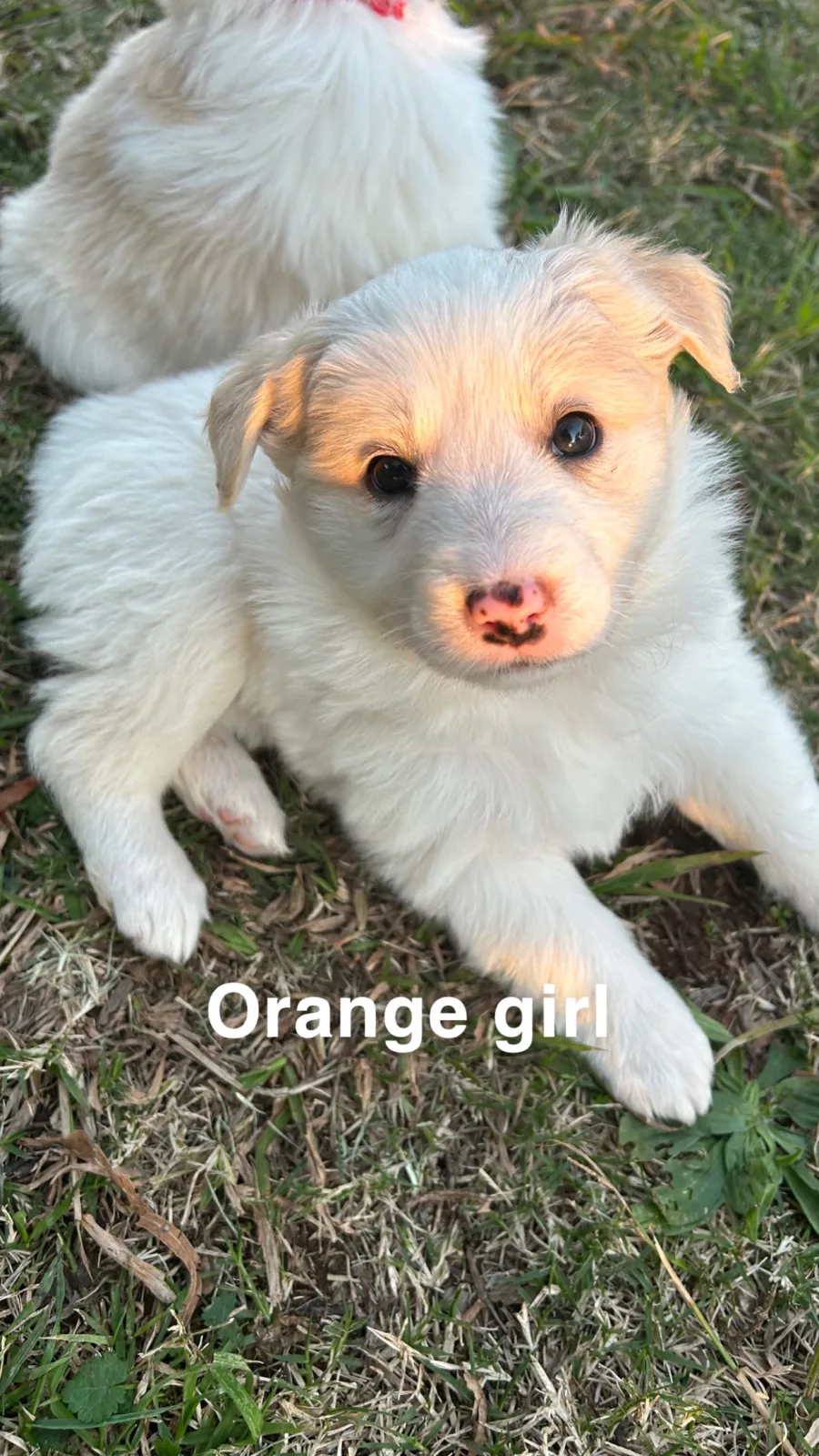 Purebred Border Collie - Bridget - PetsForHomes