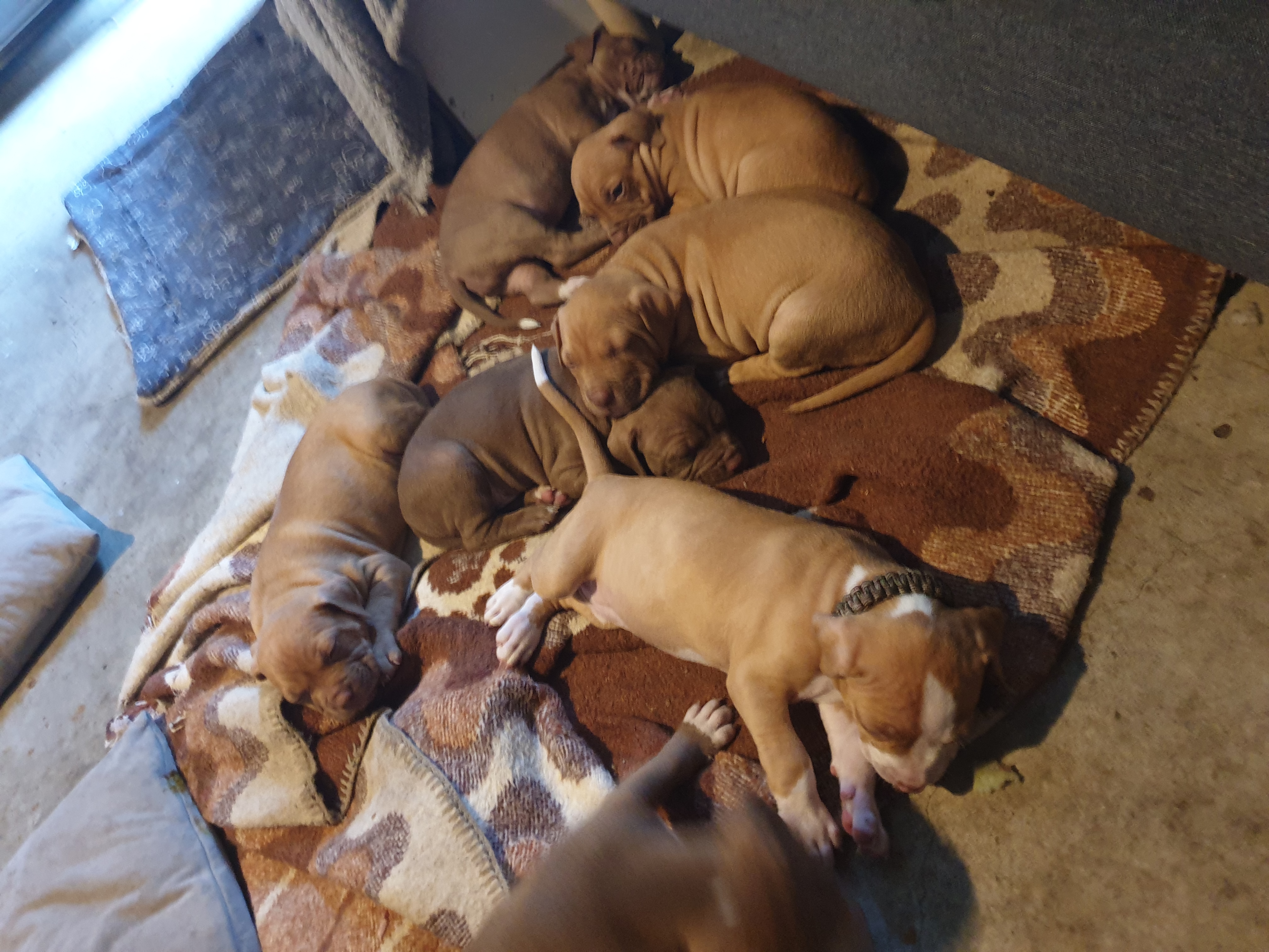 Amstaff - Wallan - PetsForHomes