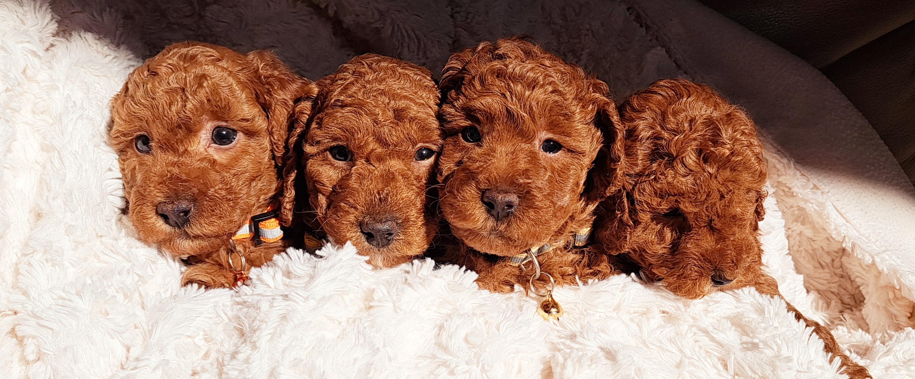 Toy Poodle - Essendon - PetsForHomes