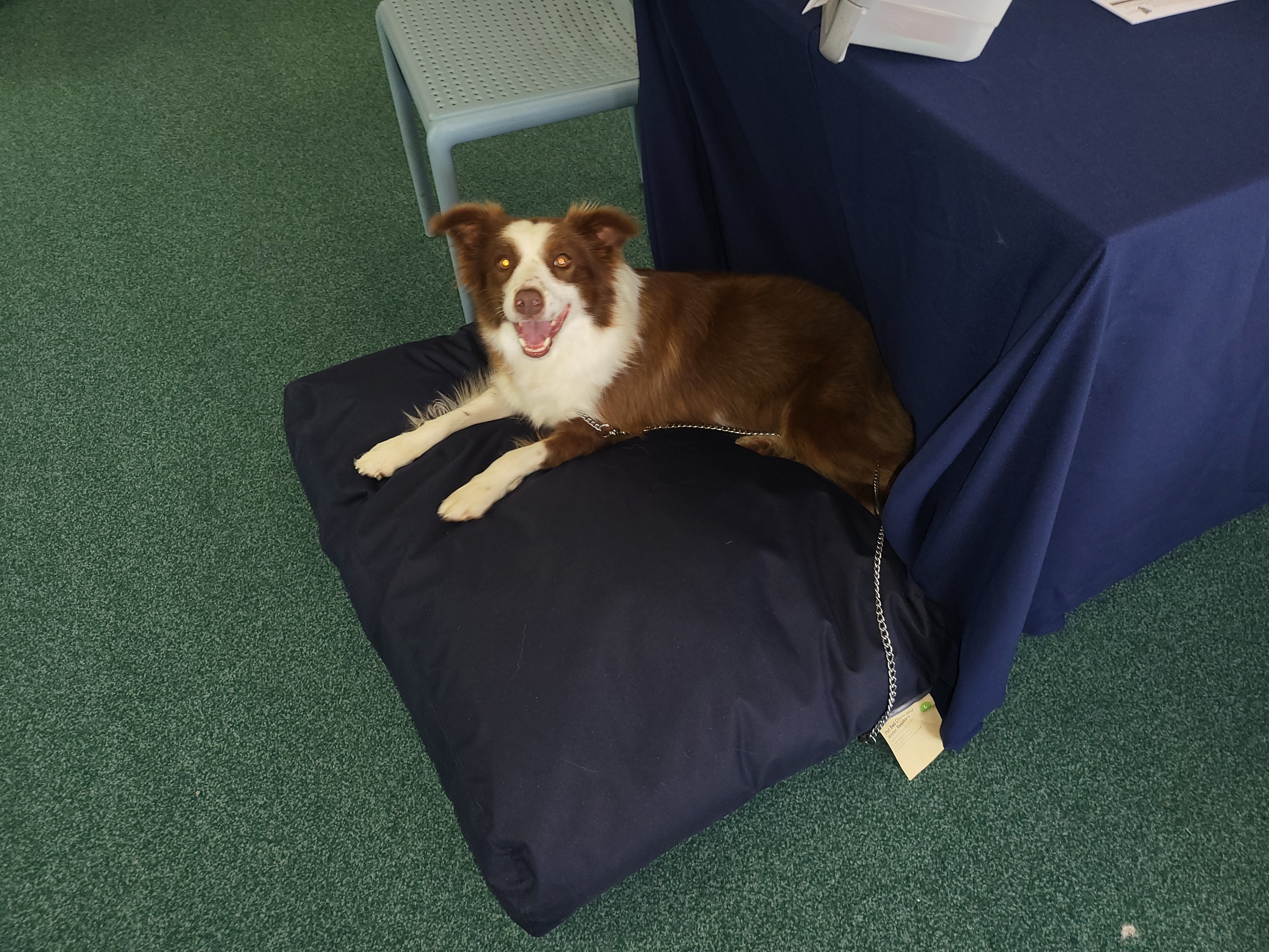 Border Collie - Mount Larcom - PetsForHomes