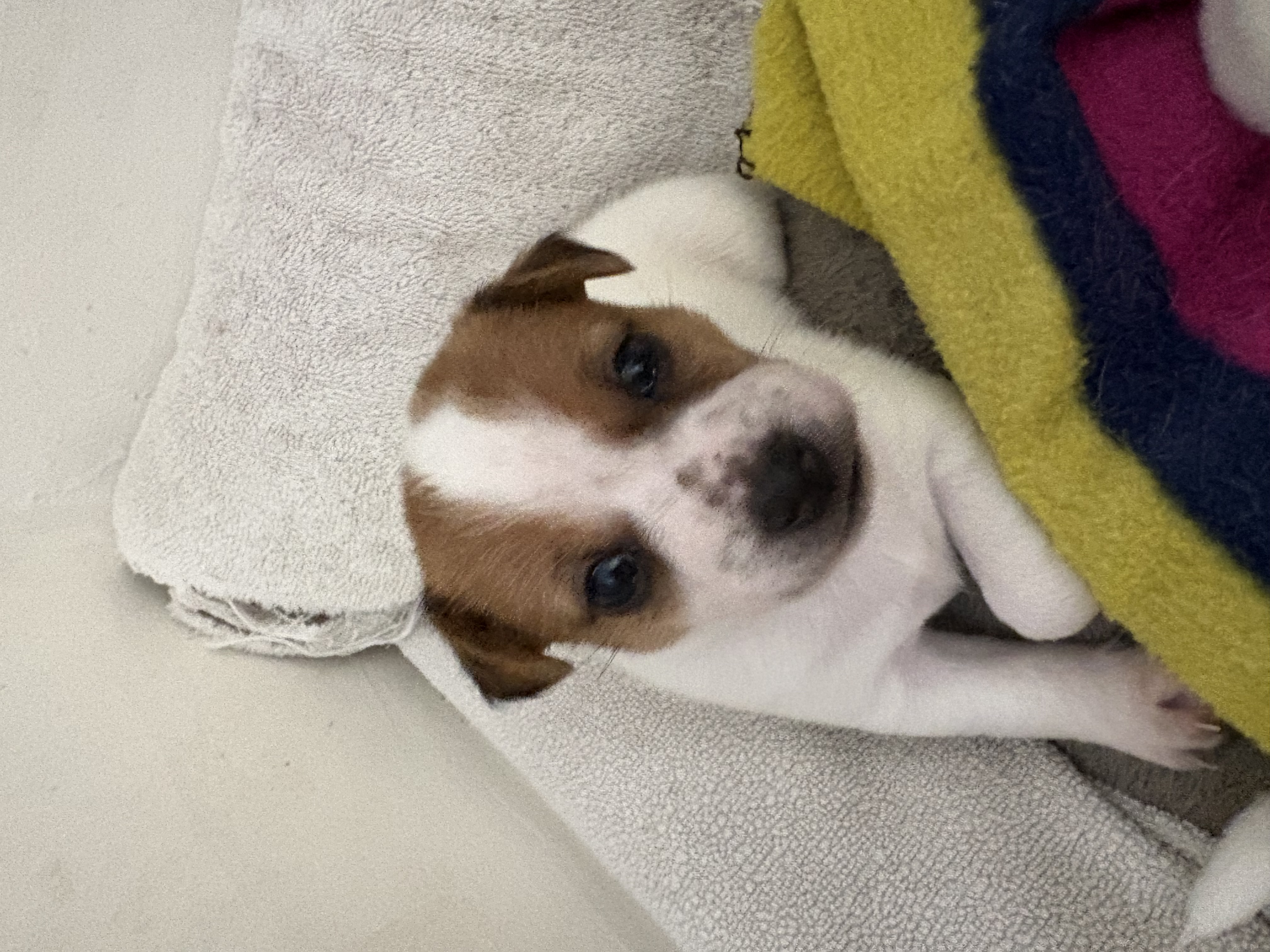 Jack Russell - Robertson - PetsForHomes